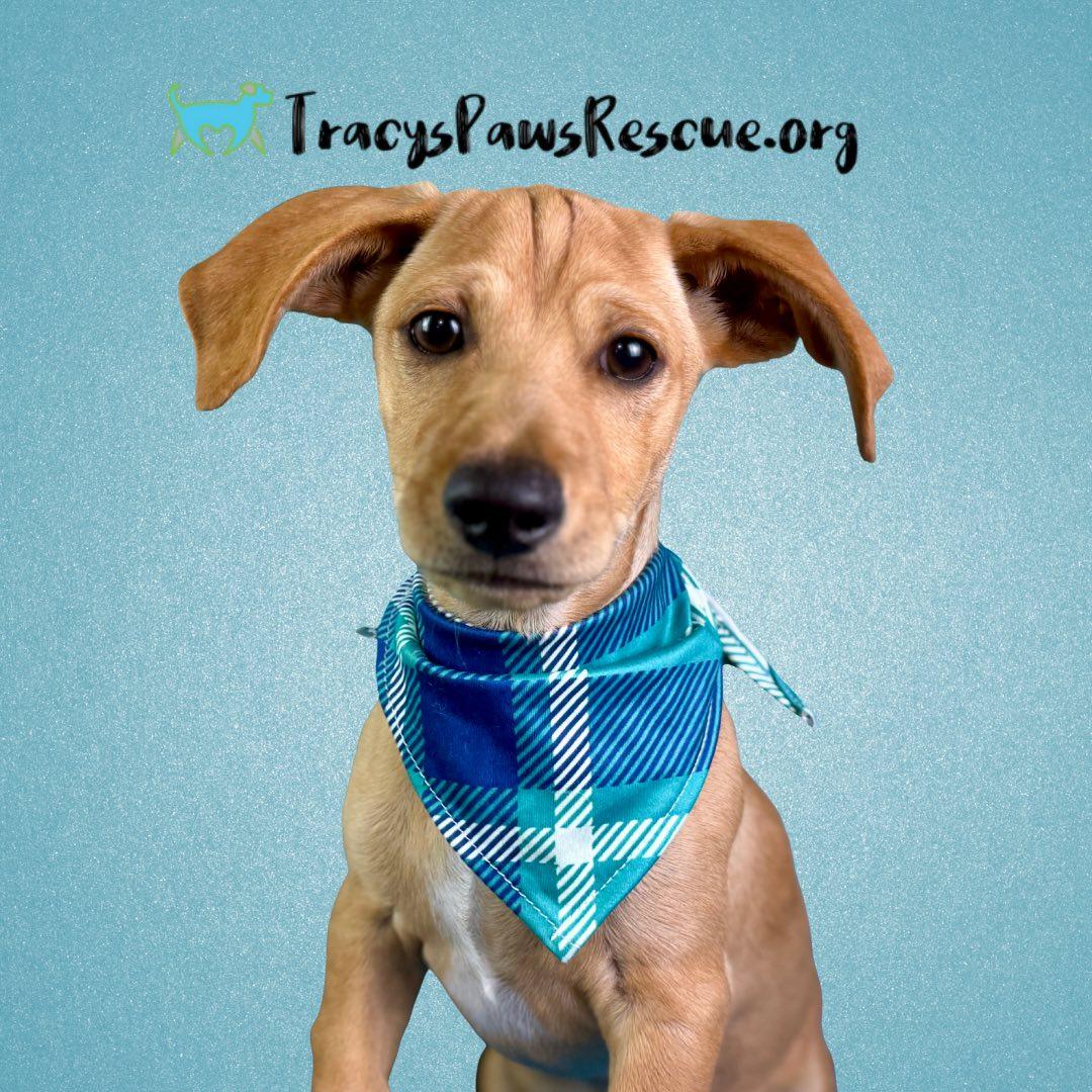 Dog for adoption - Klaus - darling dachshund mix, a Dachshund Mix in ...