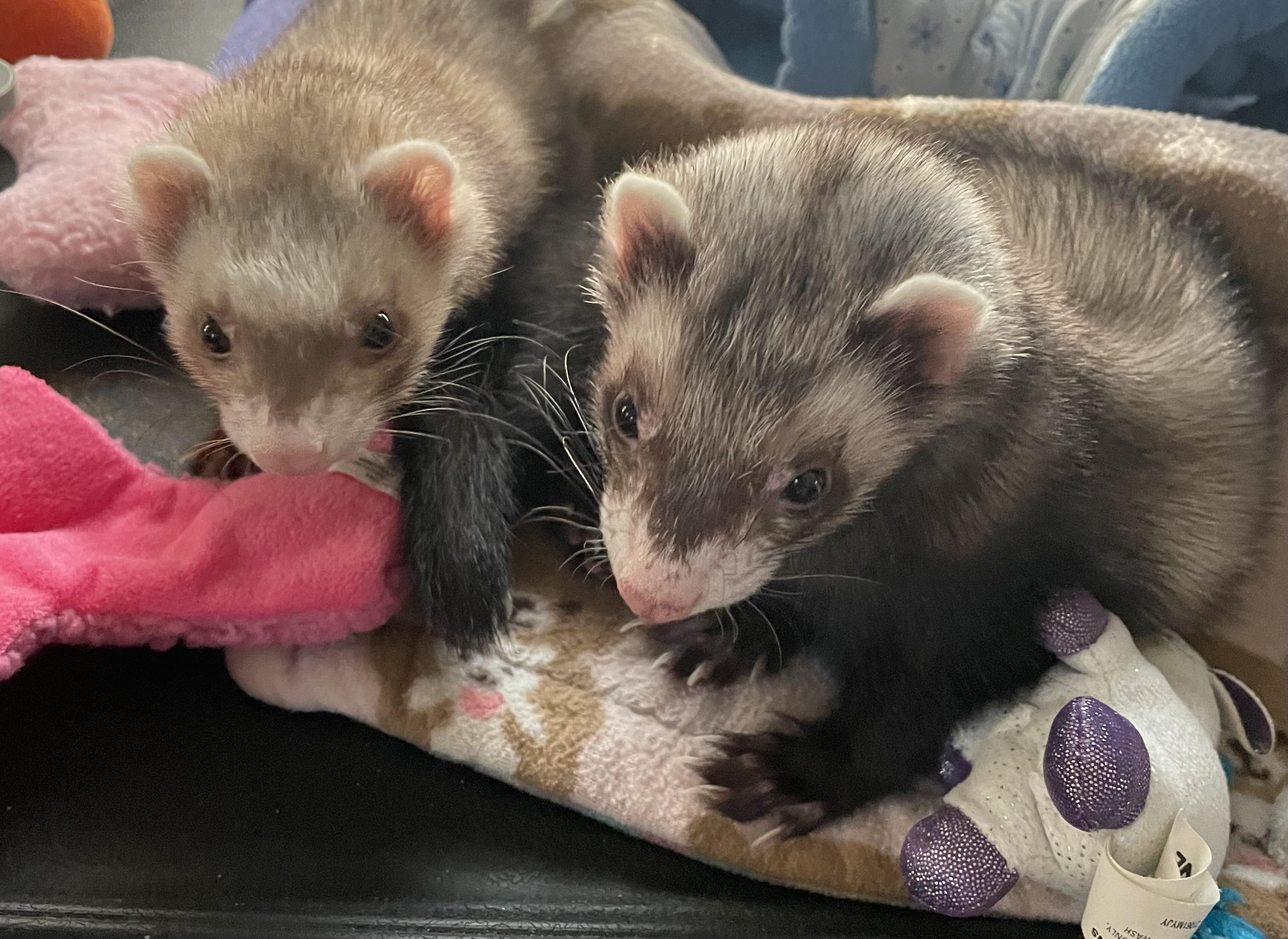 Ferret for adoption - Petal and Jericho, a Ferret in Berlin, CT | Petfinder