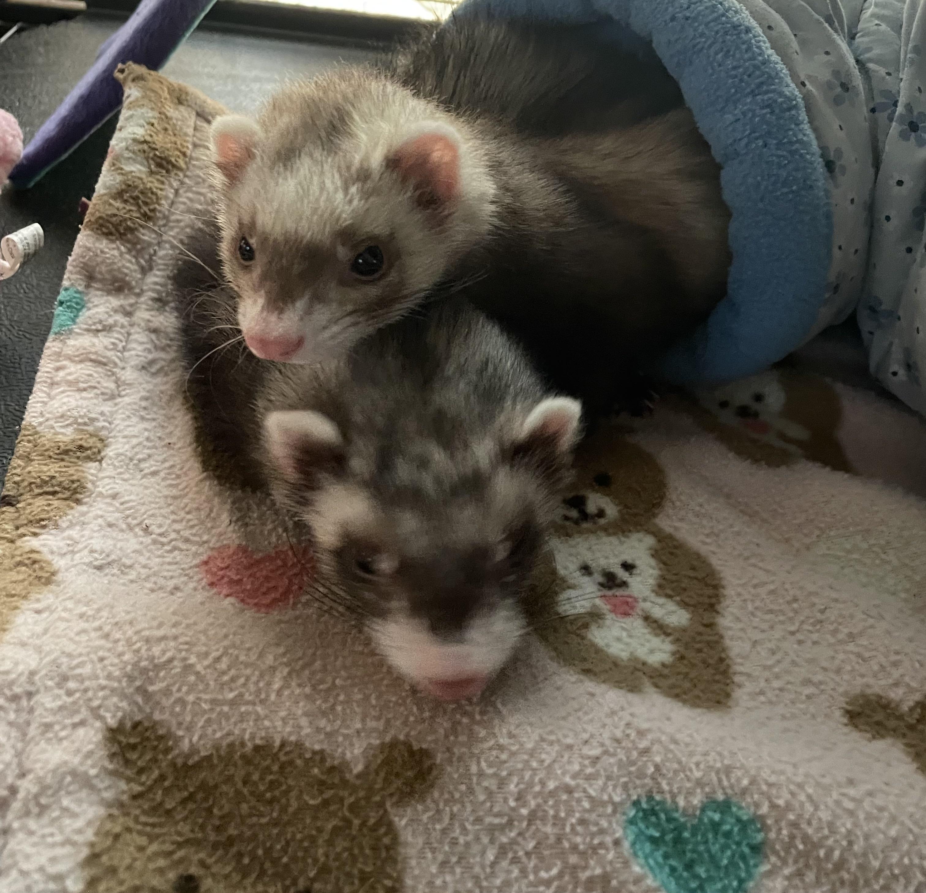 Ferret for adoption - Petal and Jericho, a Ferret in Berlin, CT | Petfinder