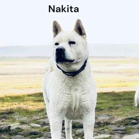 Dog for adoption - Nakita, an Akita in Allentown, PA | Petfinder