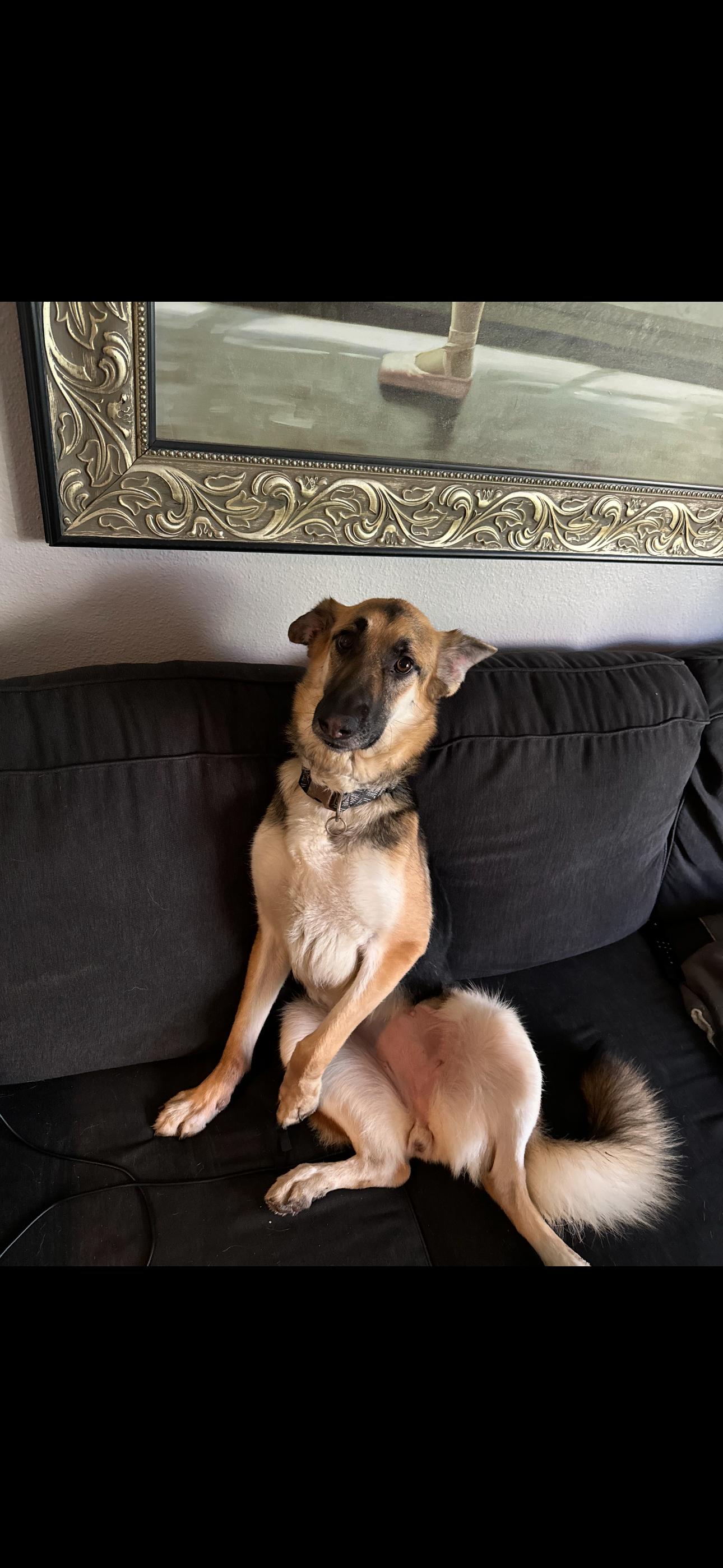 Dog for adoption - Wednesday, a German Shepherd Dog in virginia beach ...