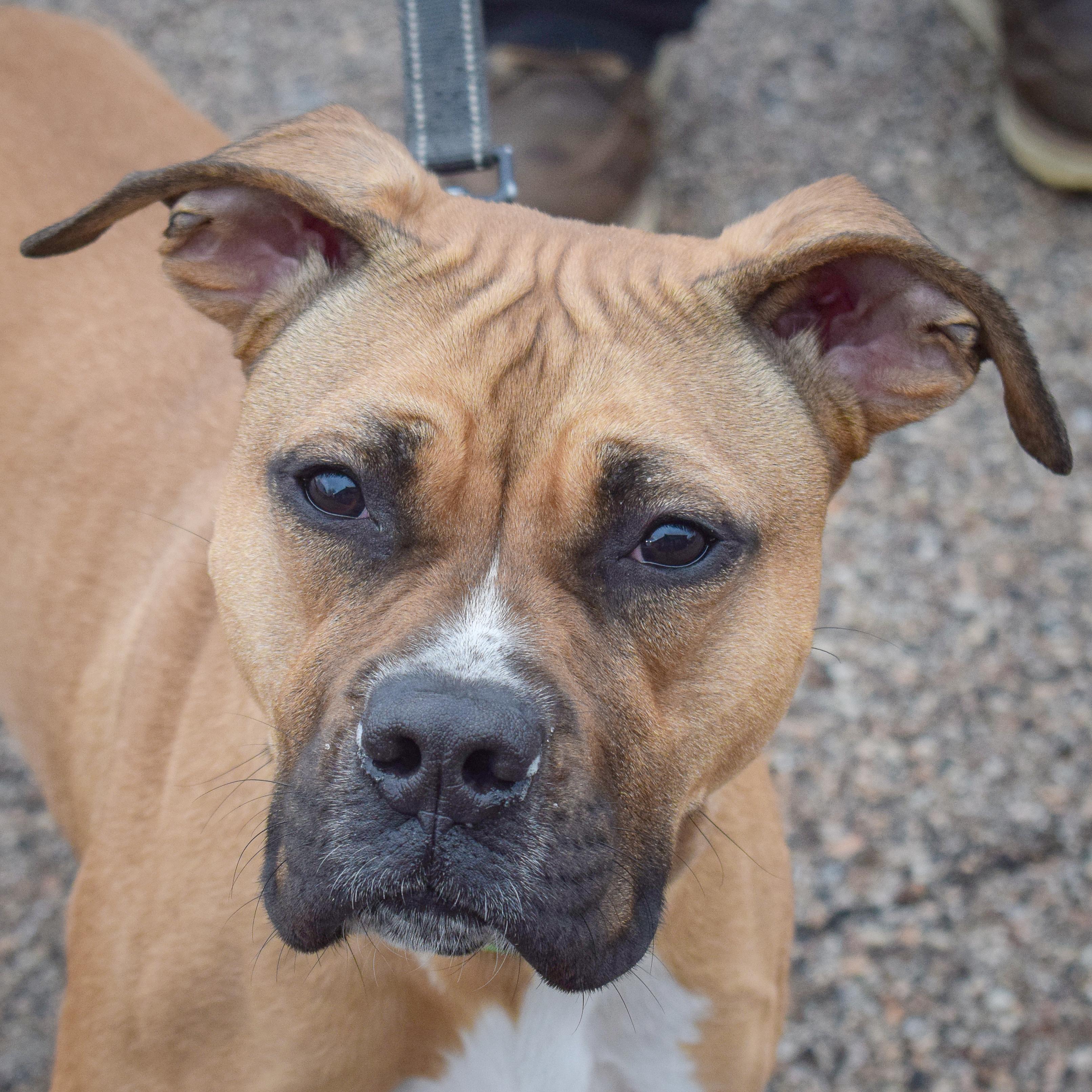 Dog for adoption - Zoe, a Boxer & American Staffordshire Terrier Mix in ...