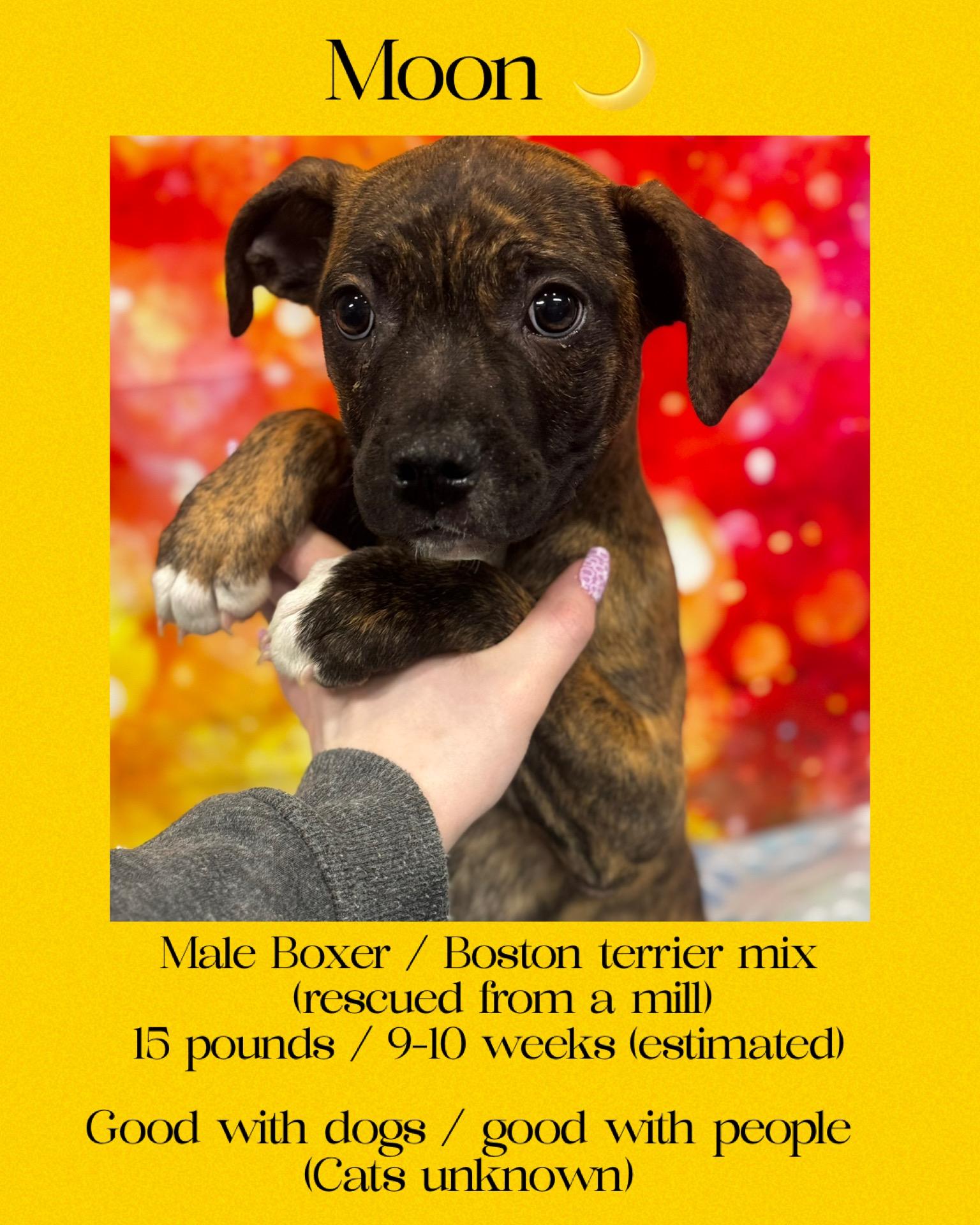 Dog for adoption - Moon, a Boxer & Boston Terrier Mix in Manchester, CT ...