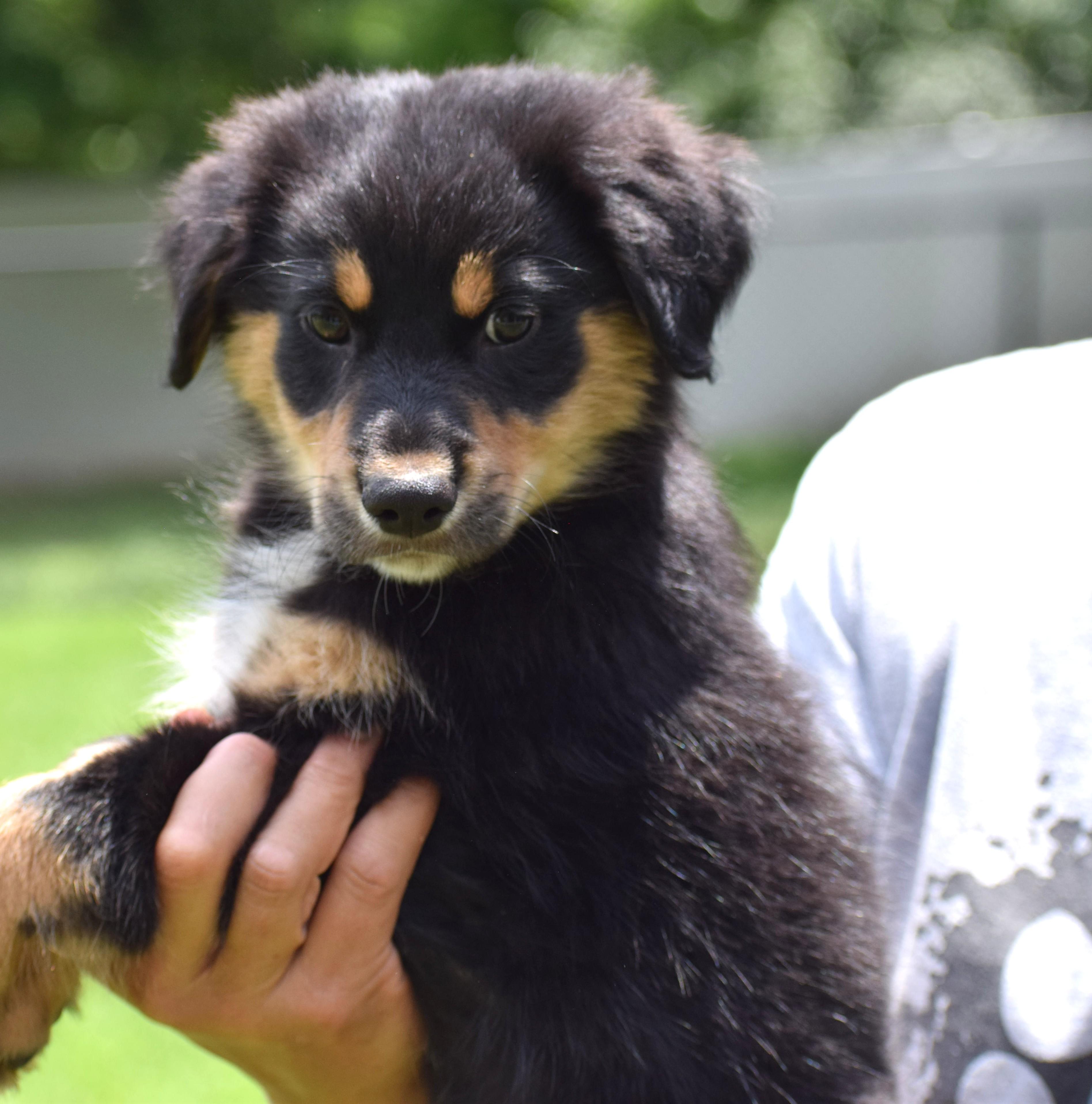 Dog for adoption - Winston-Available! www.lhar.dog to apply!, an Australian Shepherd Mix in ...