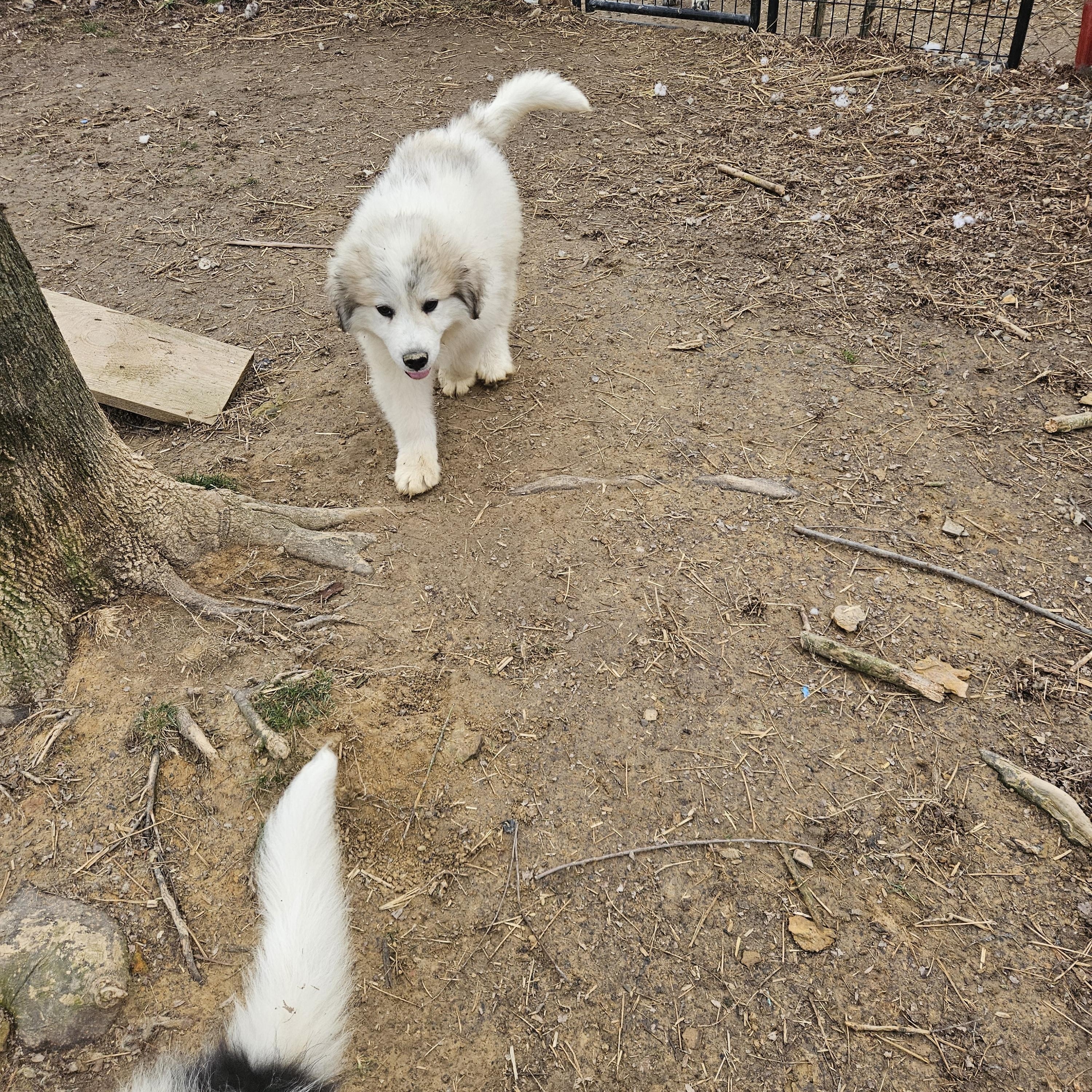 Magnus Majestic - Adoptable Pet | Petfinder | Petfinder