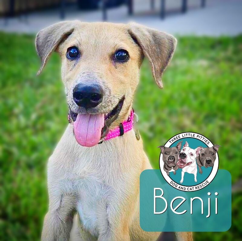 Dog for adoption - Benji Famous Doggy, a German Shepherd Dog & Labrador ...