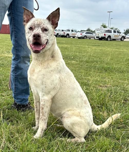 Dog for adoption - Gracie, an Australian Cattle Dog / Blue Heeler ...