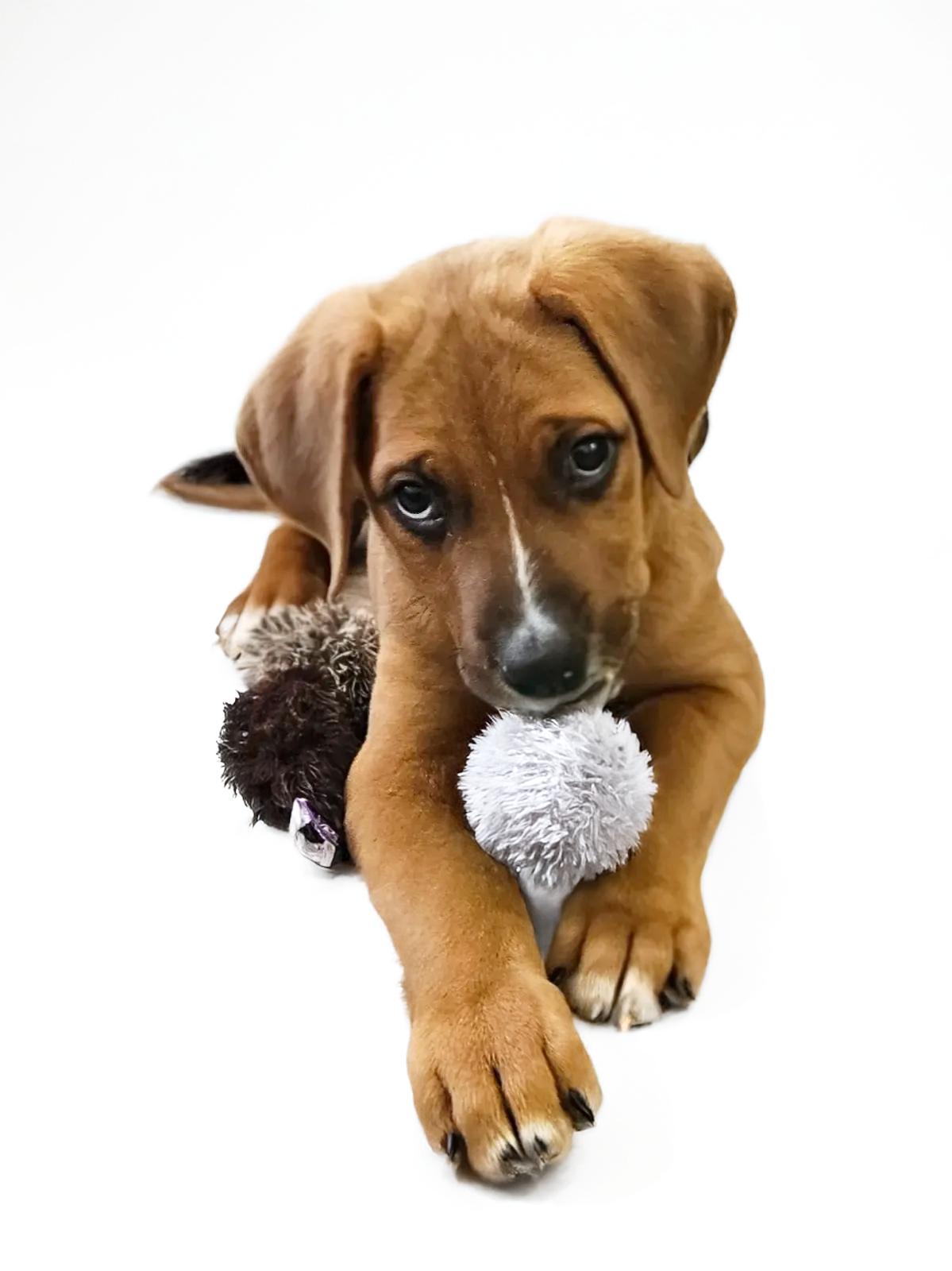 Dog for adoption - Princess, a Labrador Retriever & Hound Mix in ...