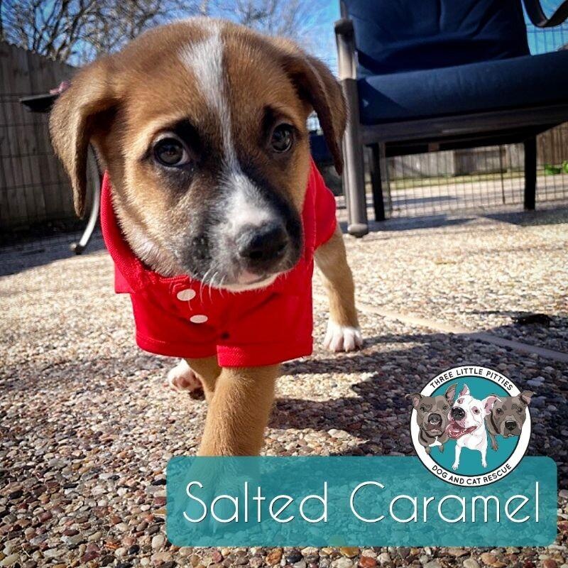 Dog for adoption - Salted Caramel Milkshake, a Border Collie & Labrador ...