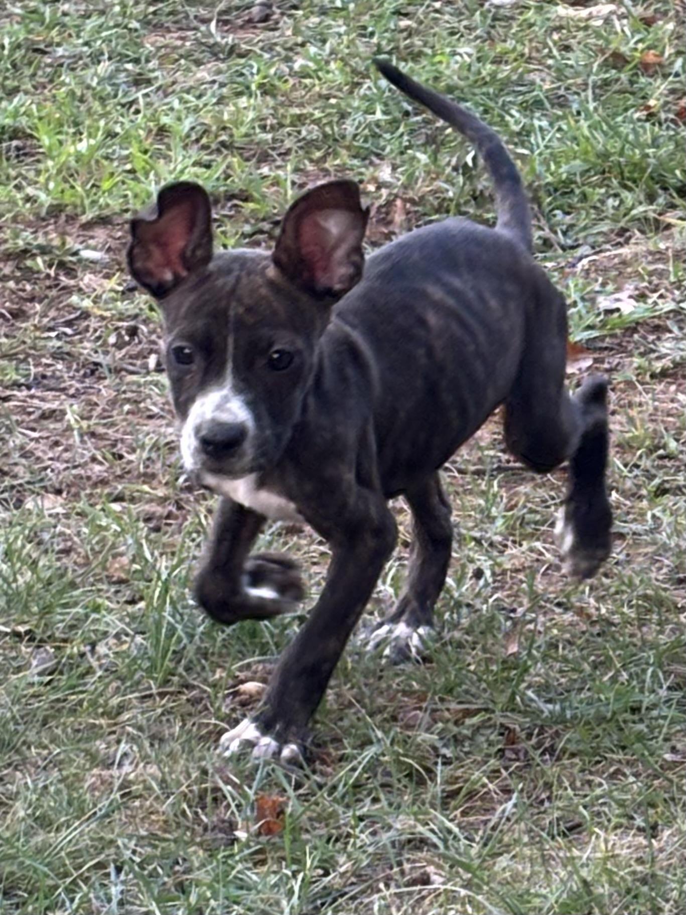 Dog for adoption - Solar Flare, an Australian Shepherd & Boxer Mix in ...