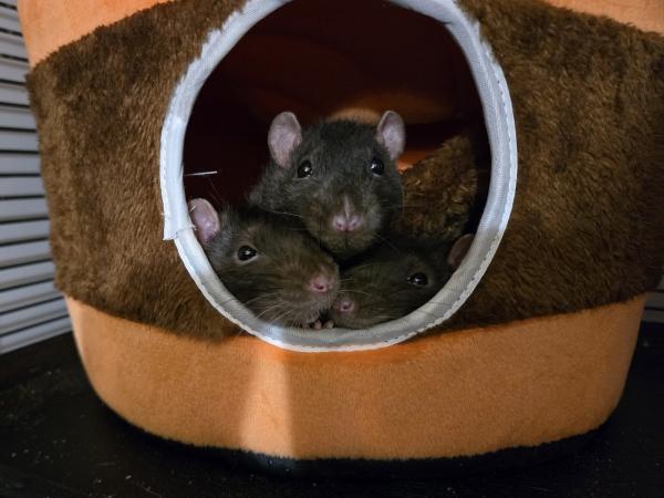 Rat for adoption - Adam, Beetlejuice, Bob, Charles & Otho, a Rat in ...