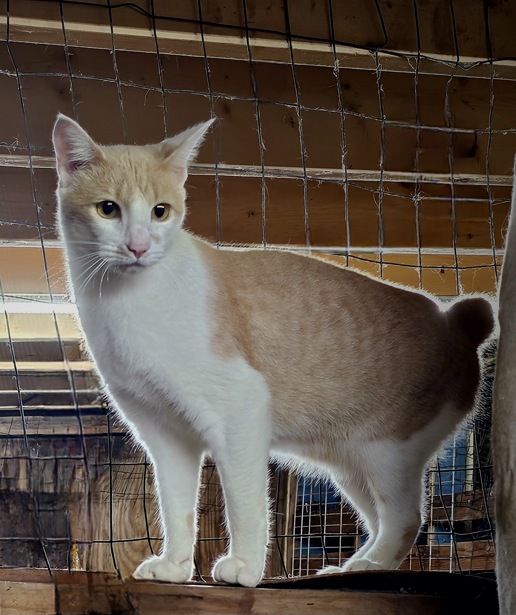 North Meck Animal Rescue
