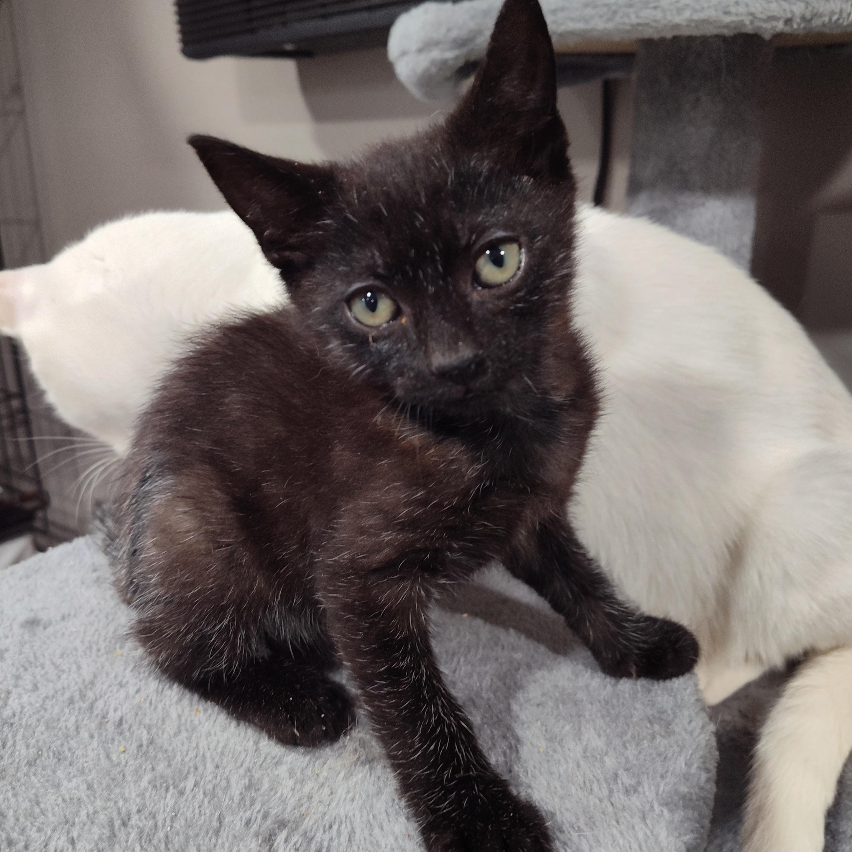 Cat for adoption - Prince, a Domestic Short Hair in Mastic, NY | Petfinder