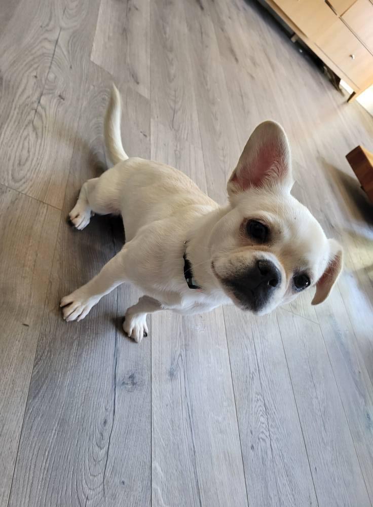 Dog for adoption - Delilah, a French Bulldog & Pekingese Mix in ...
