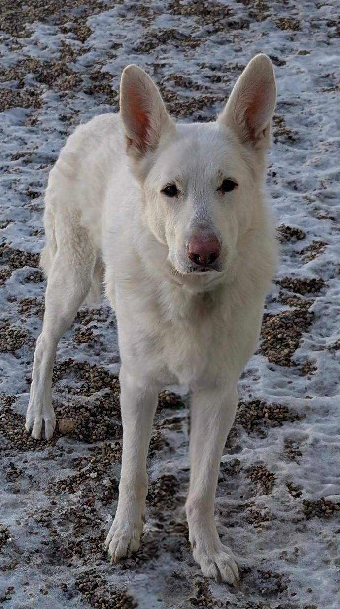 Dog for adoption - Mack, a German Shepherd Dog in New Ulm, MN | Petfinder