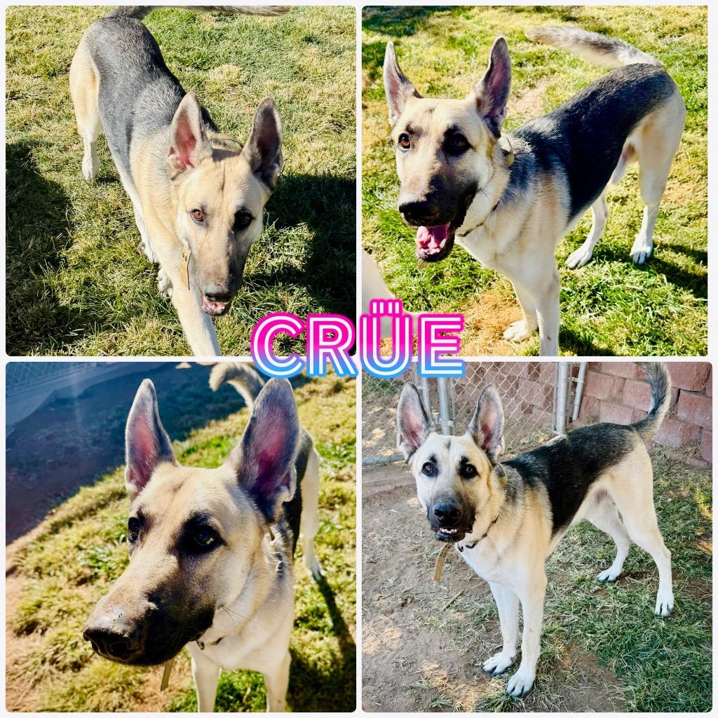 Dog for adoption - Crue, a German Shepherd Dog & Husky Mix in Saint ...
