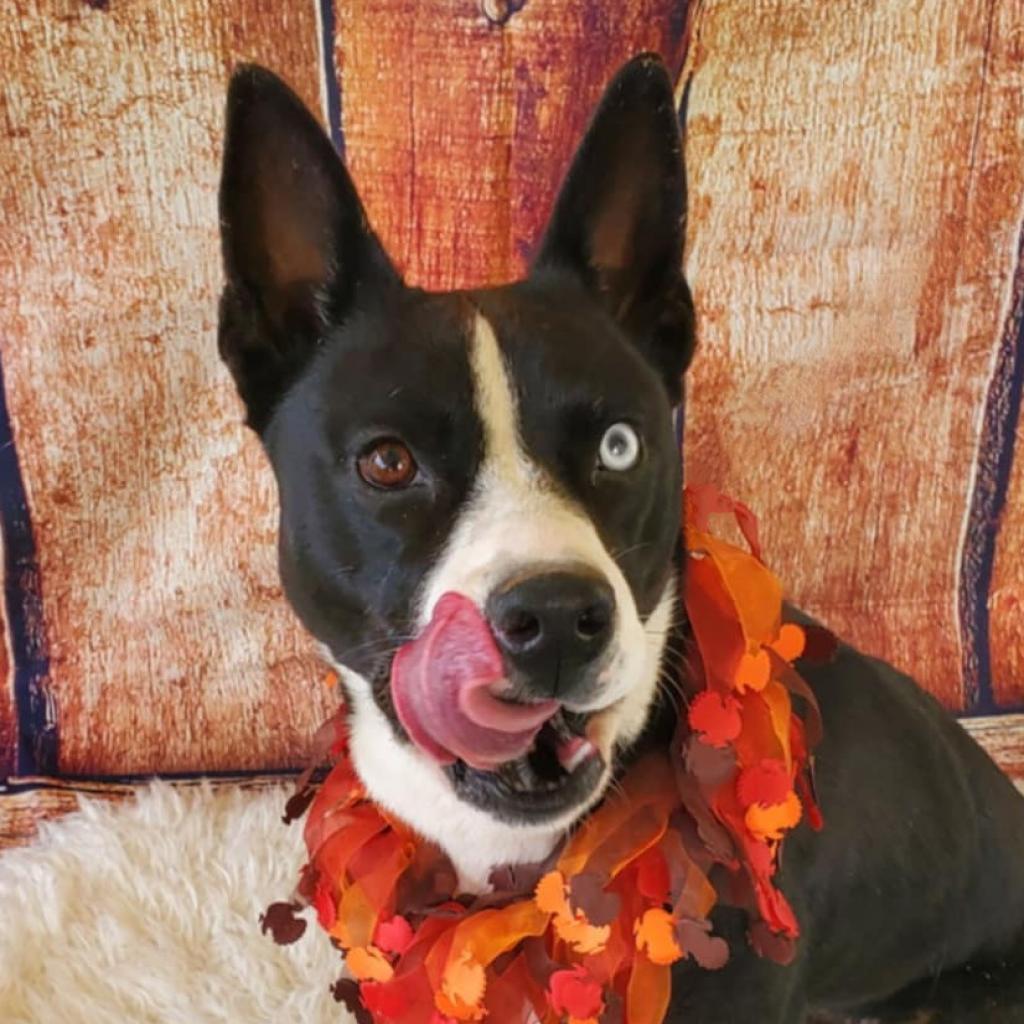 Dog for adoption - Delia JuM, a Pit Bull Terrier & Husky Mix in ...