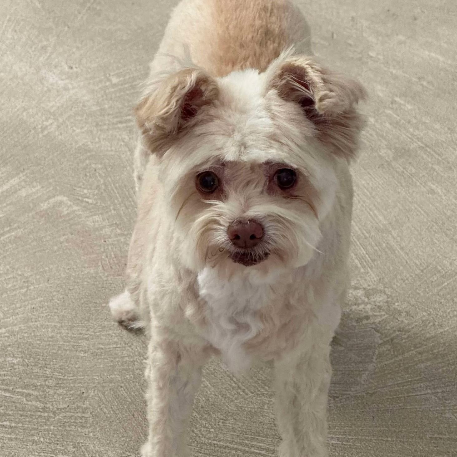 Dog for adoption - Angel, a Maltipoo in Marana, AZ | Petfinder