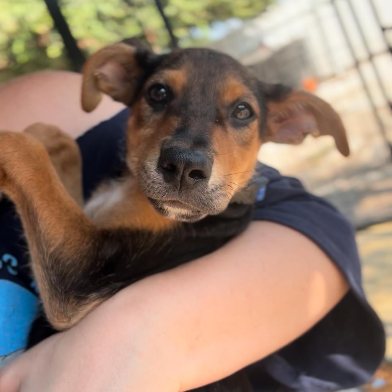 Dog for adoption - Doodle Bug, a Shepherd & Greyhound Mix in Colorado ...