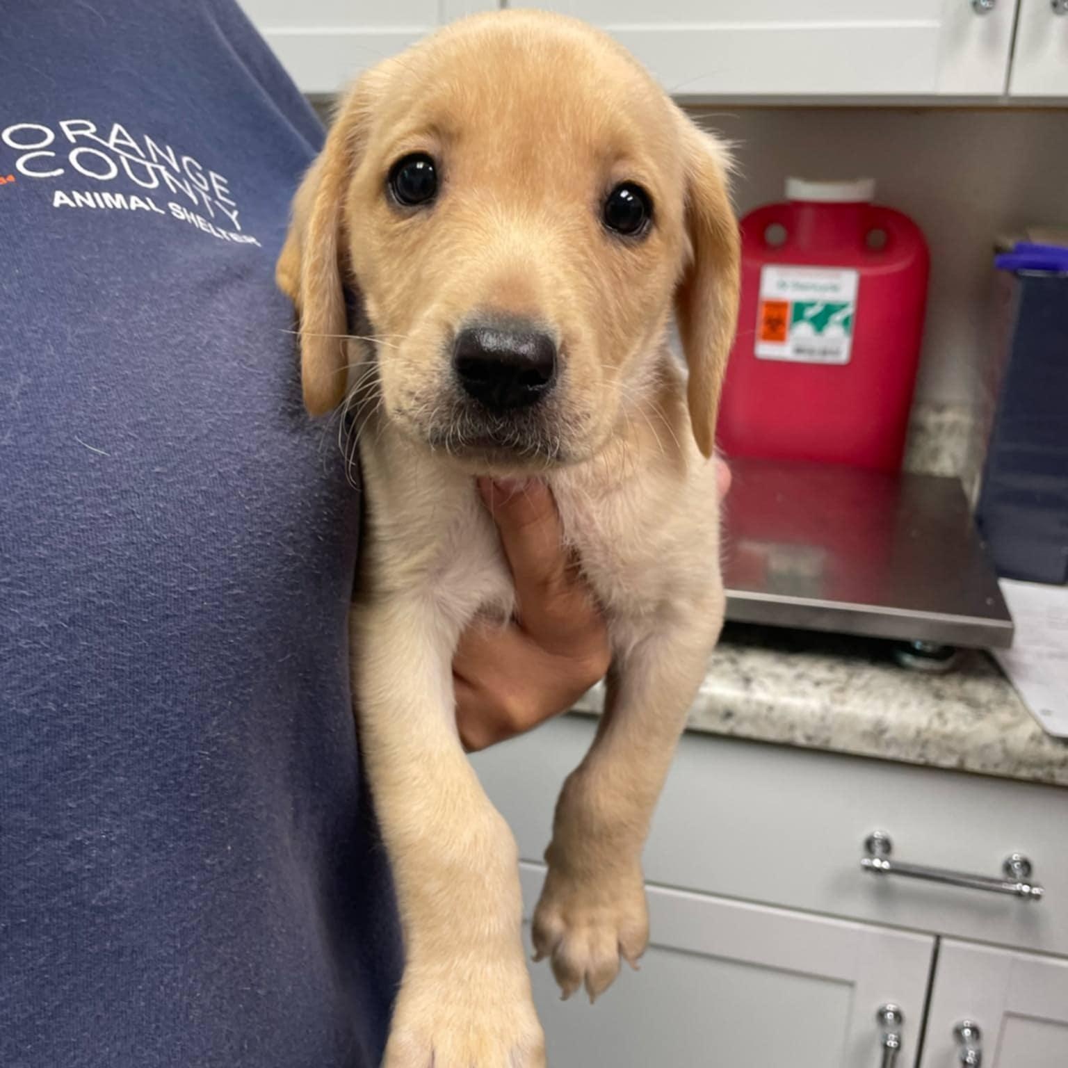 Dog for adoption - Caramel, a Labrador Retriever Mix in Orange, VA ...