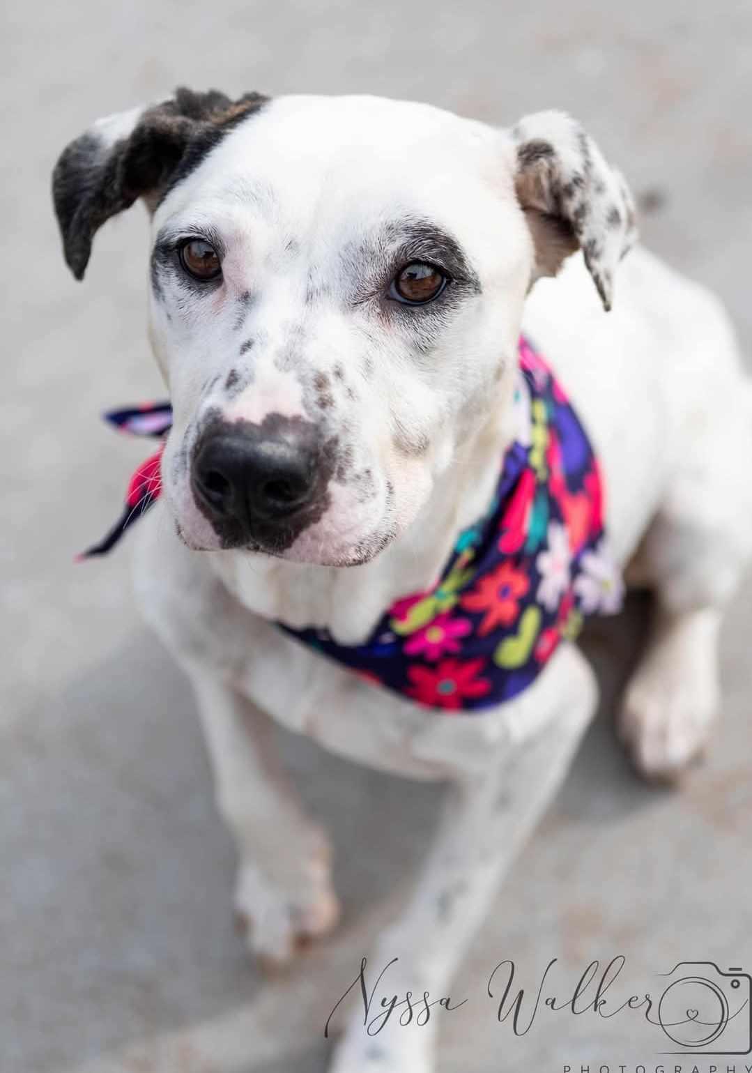 Dog for adoption - Florence, a Dalmatian Mix in Bedminster, NJ | Petfinder