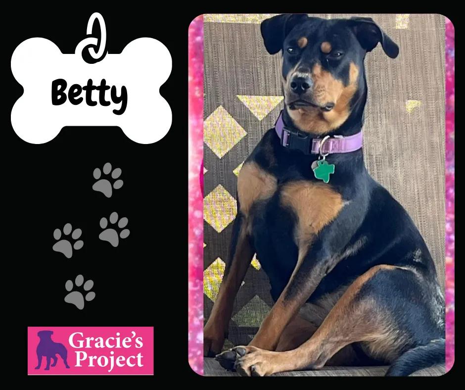 Dog for adoption - Betty, an American Staffordshire Terrier in Boise ...