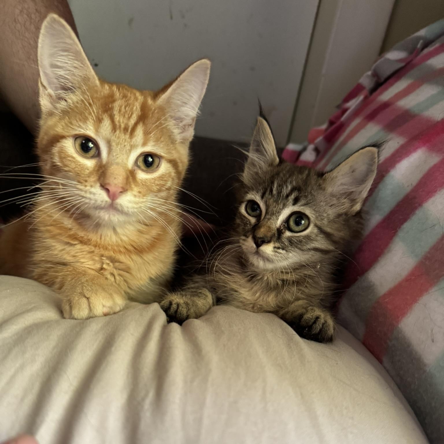 Cat for adoption - Bubbles & Mojo, a Domestic Short Hair in Bangor, ME ...