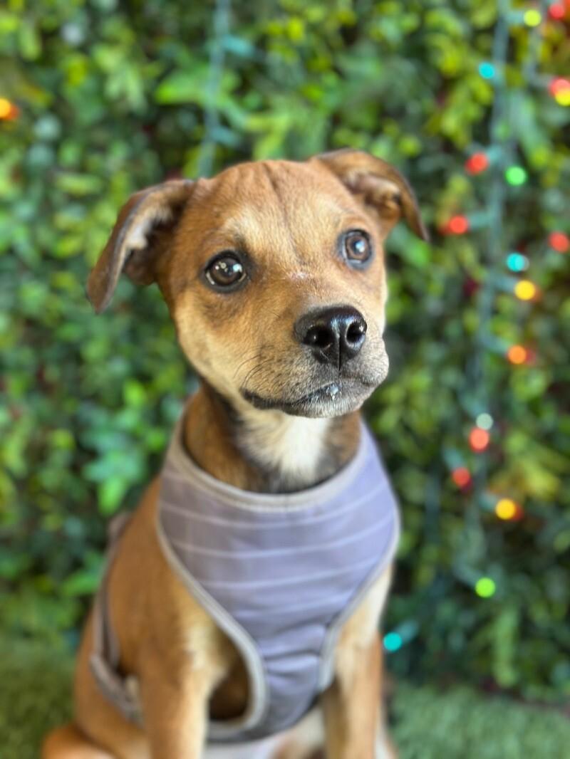 Dog for adoption - Meatball, a German Pinscher & Labrador Retriever Mix ...