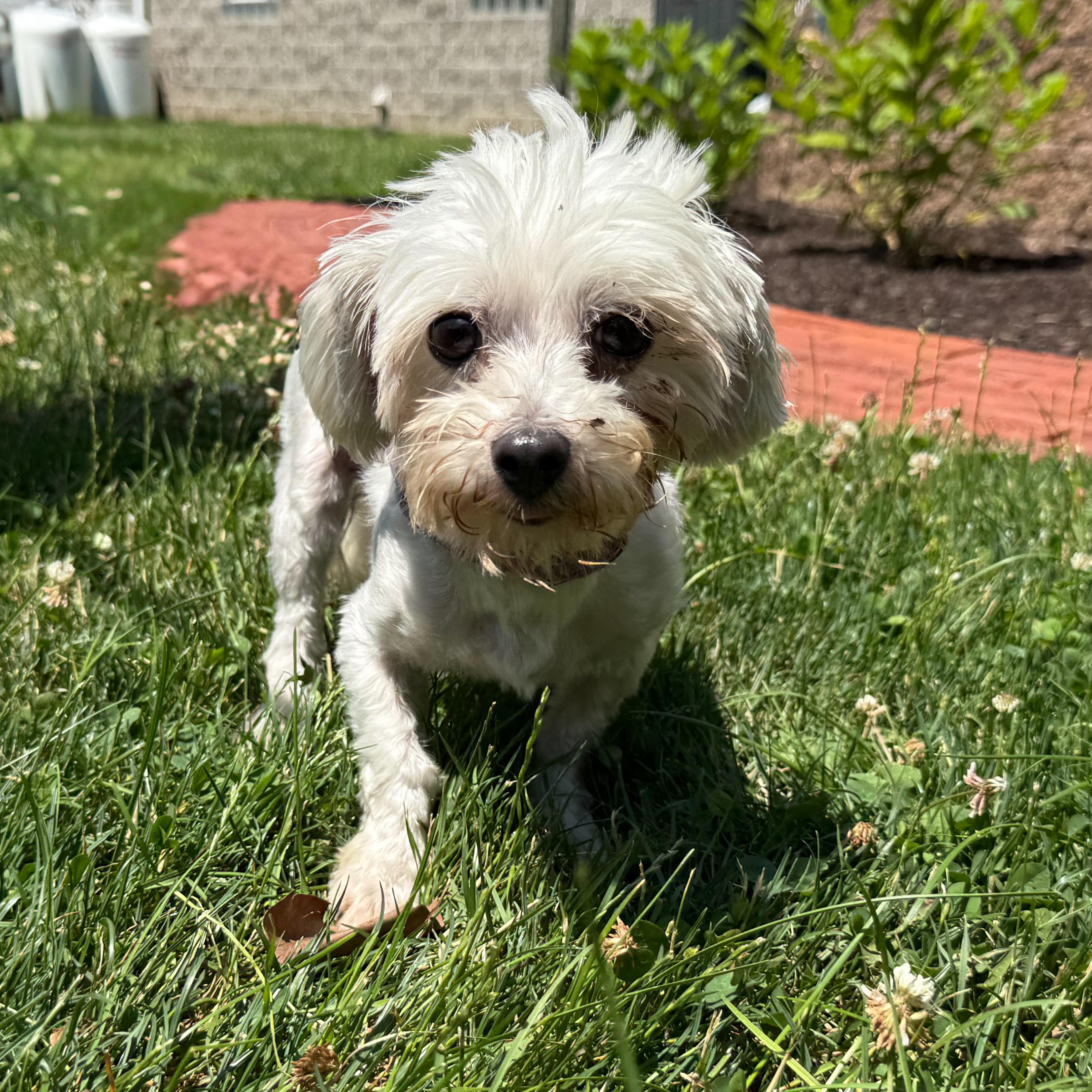Dog for adoption - Maggie, a Maltese Mix in Latrobe, PA | Petfinder