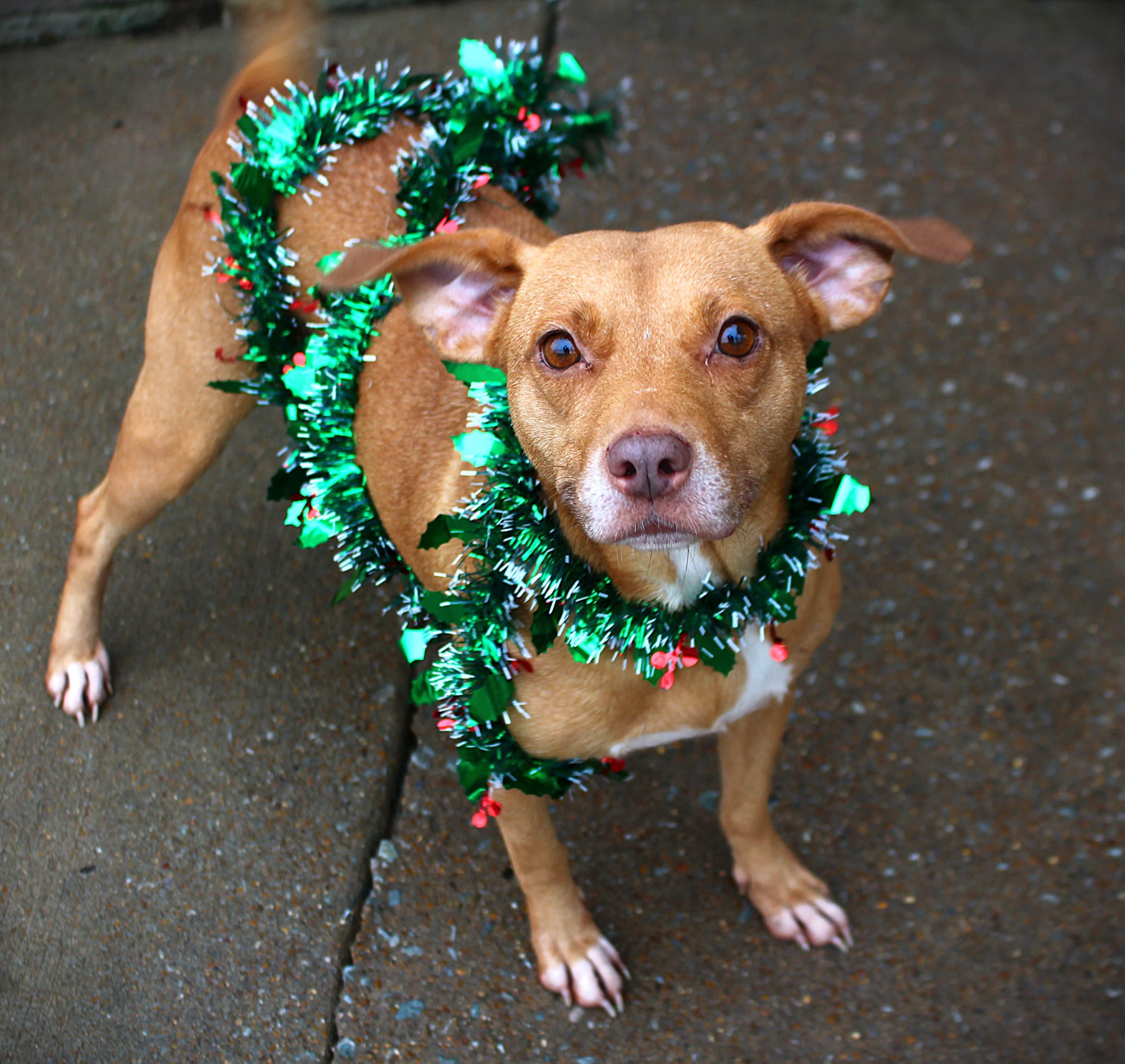 Dog for adoption - Maple, a Mixed Breed in Brownsville, TN | Petfinder