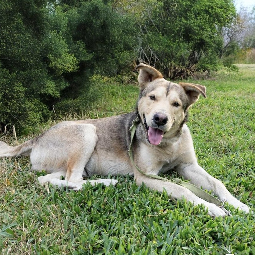 Dog for adoption - Ronnie, a Siberian Husky & German Shepherd Dog Mix ...