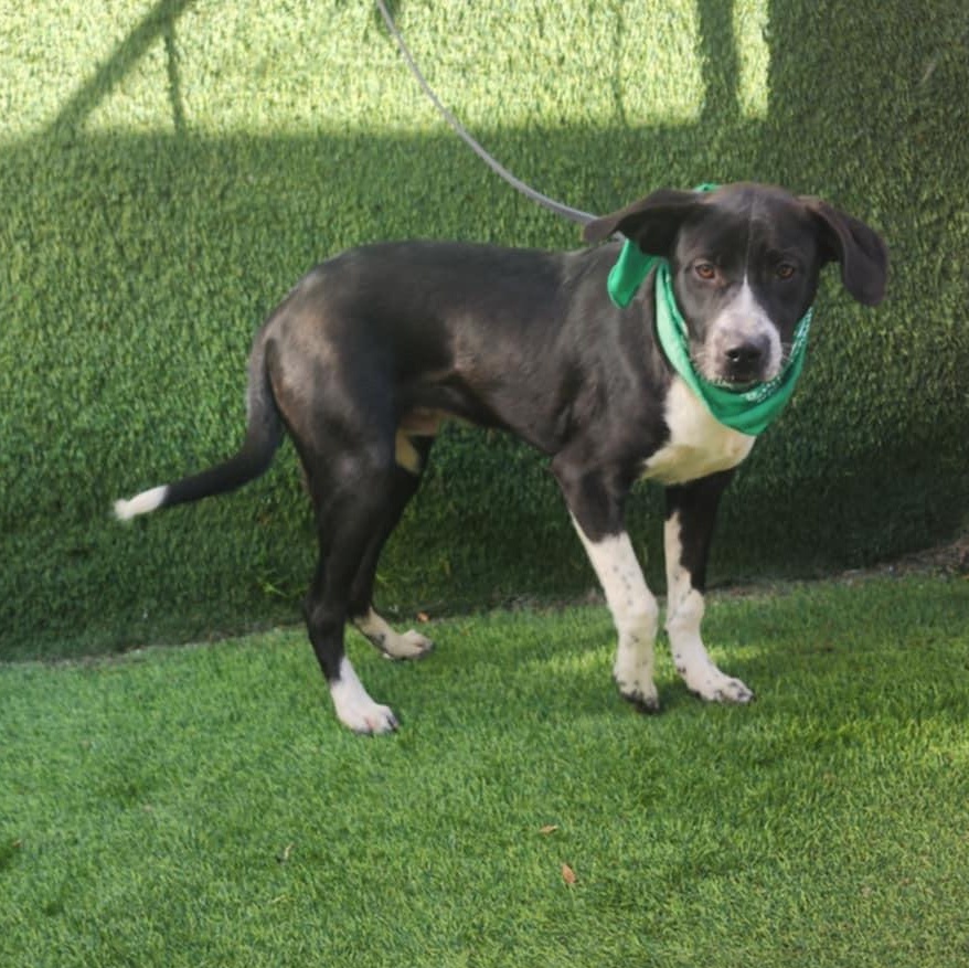 Dog for adoption - Oreo, a Border Collie Mix in Manchester, NH | Petfinder