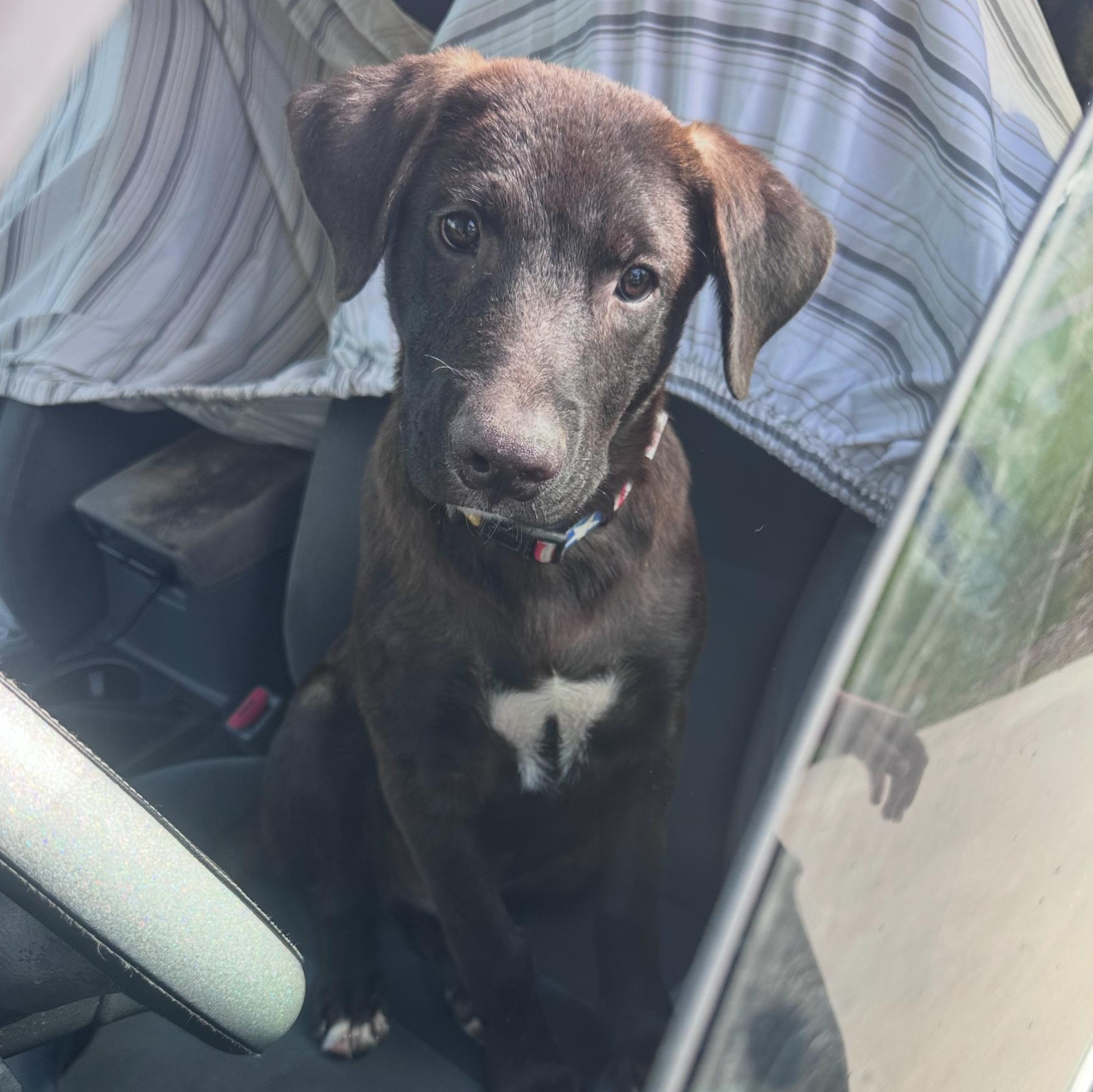 Dog for adoption - Jax, a Labrador Retriever & Shepherd Mix in Fall ...