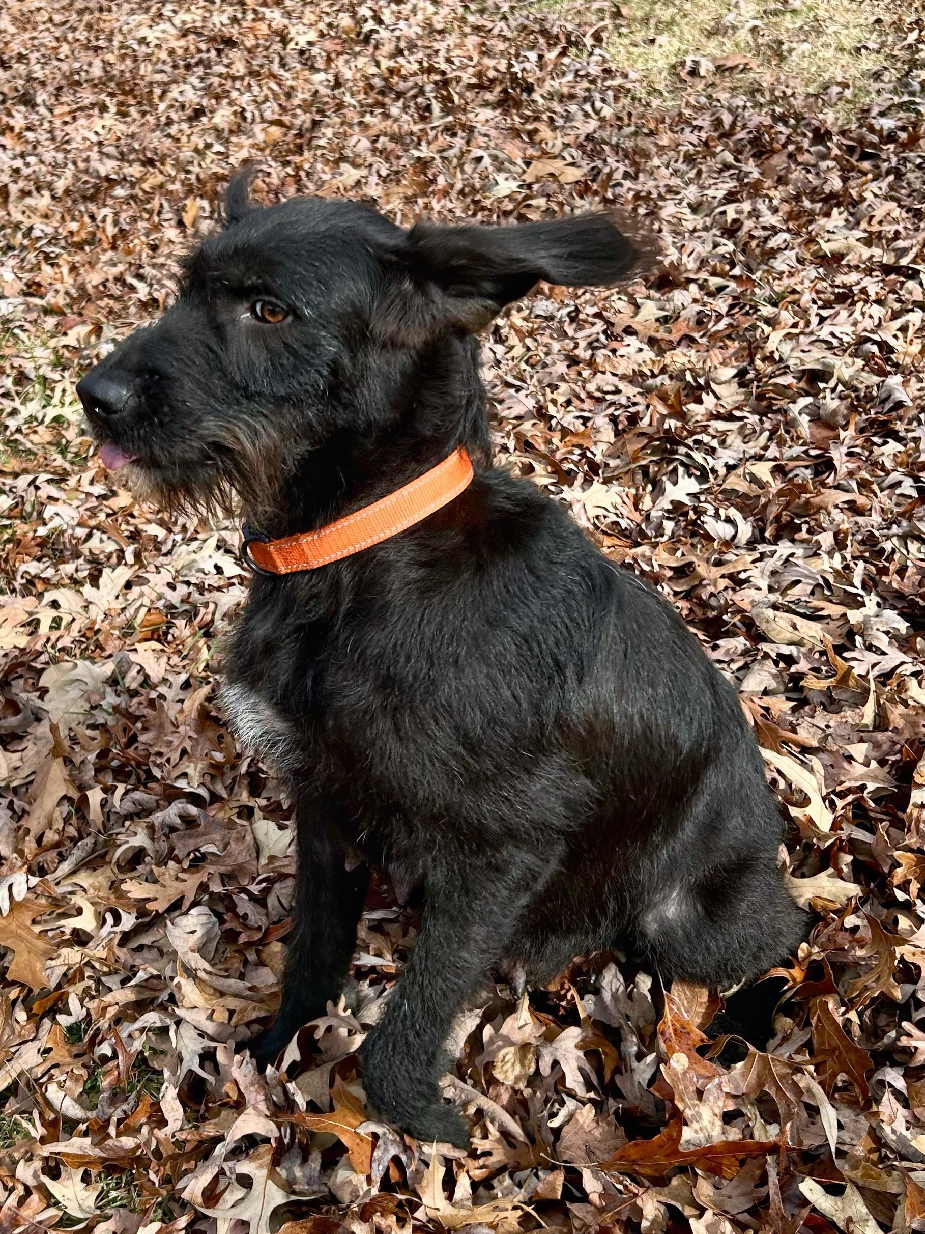 Dog for adoption - FIONA, a German Shorthaired Pointer Mix in East ...