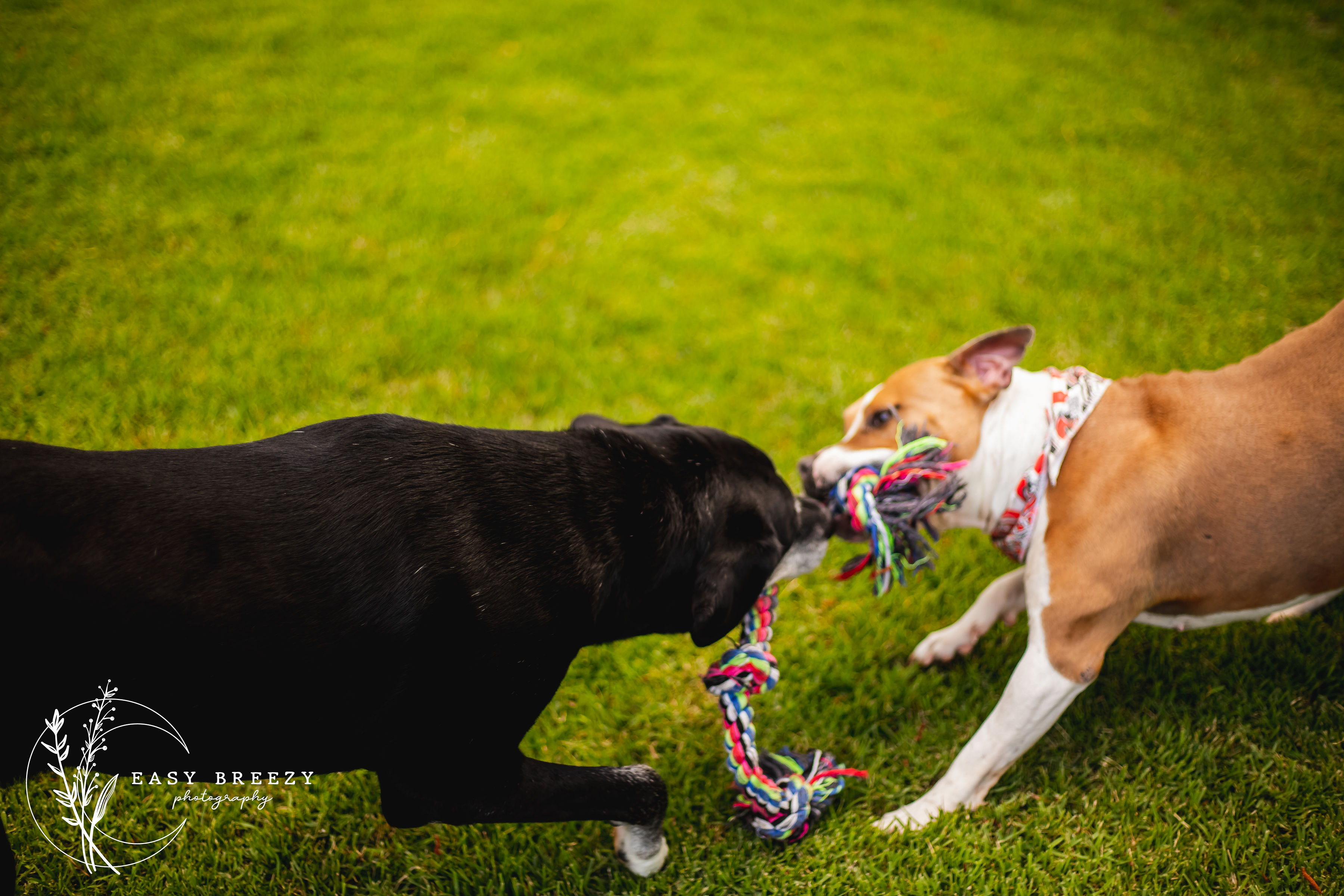 Dog for adoption - Winnie, a Pit Bull Terrier & Staffordshire Bull ...