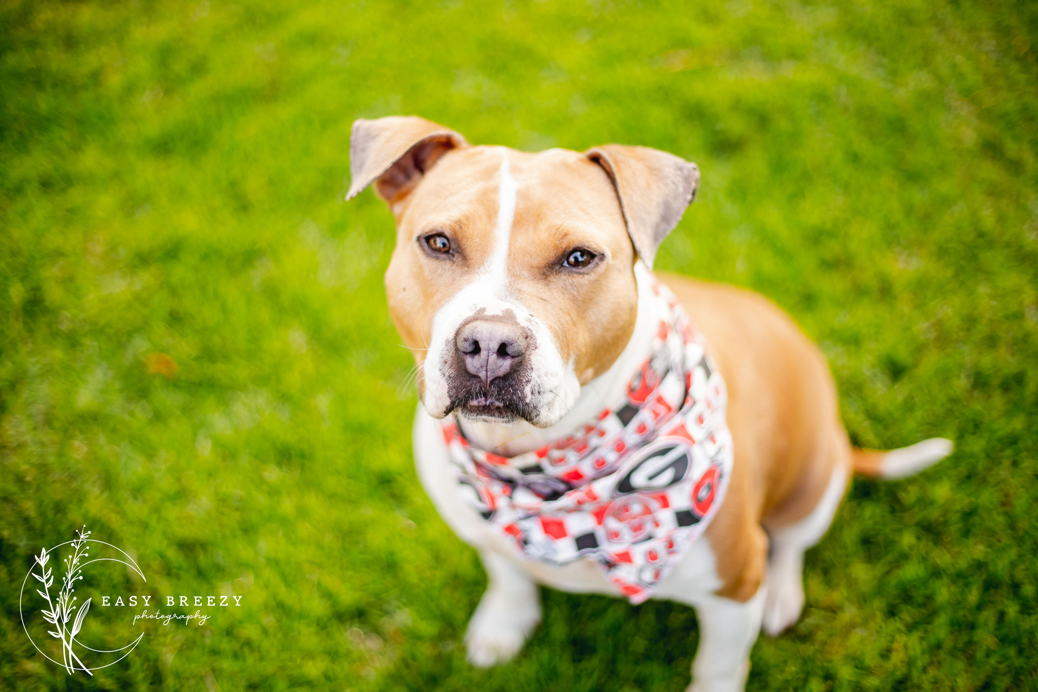 Dog for adoption - Winnie, a Pit Bull Terrier & Staffordshire Bull ...
