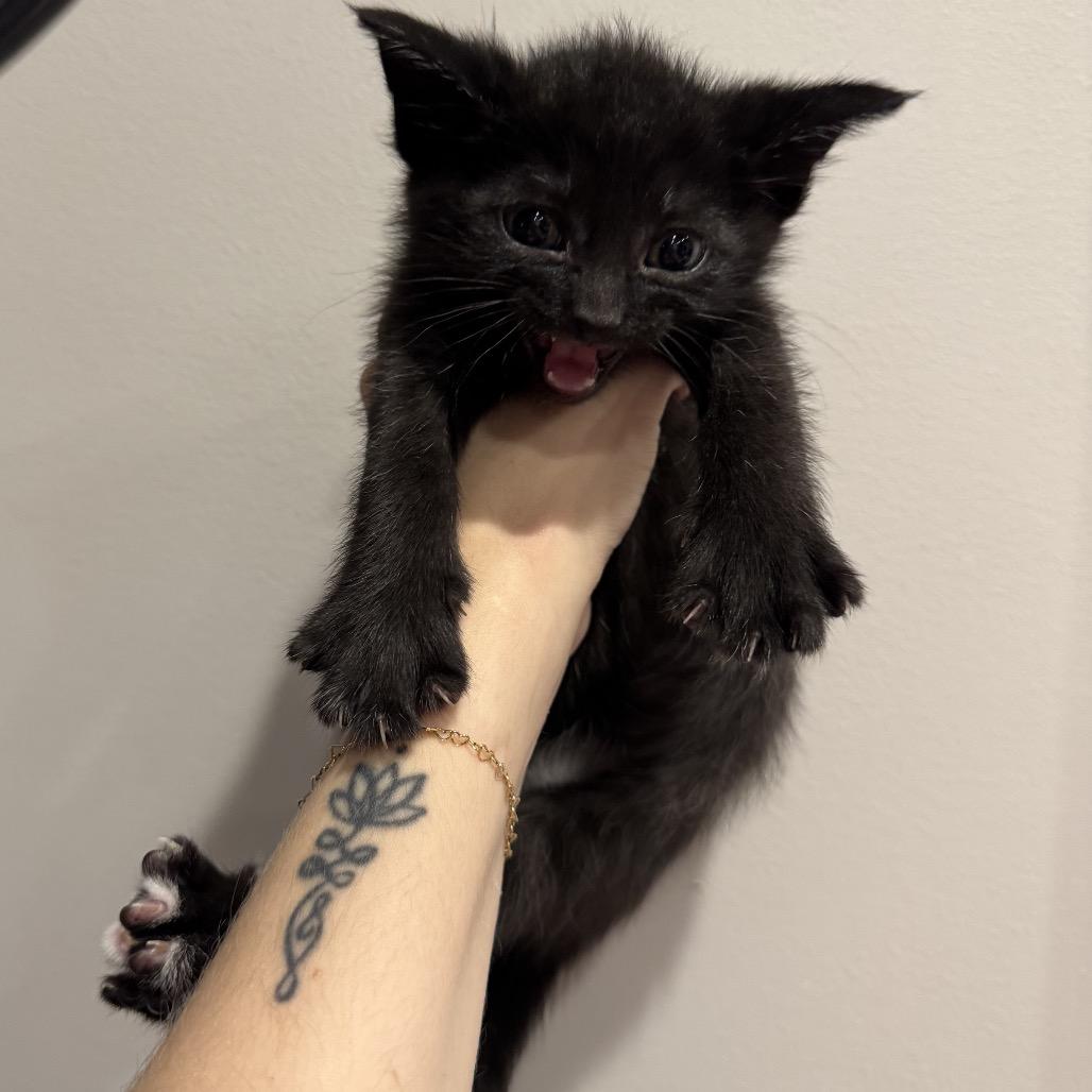 Cat for adoption - Paul McCartney, a Domestic Short Hair in Hagerstown ...