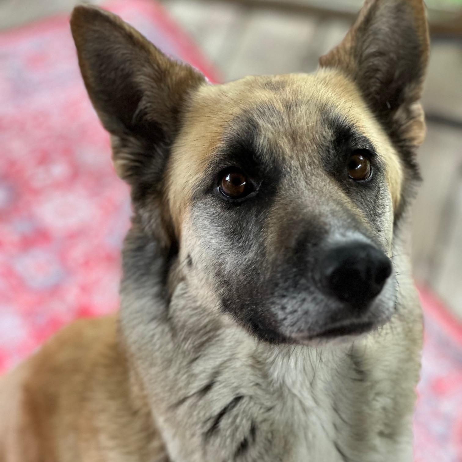 Dog for adoption - Sheena, a German Shepherd Dog in Richmond, VA ...