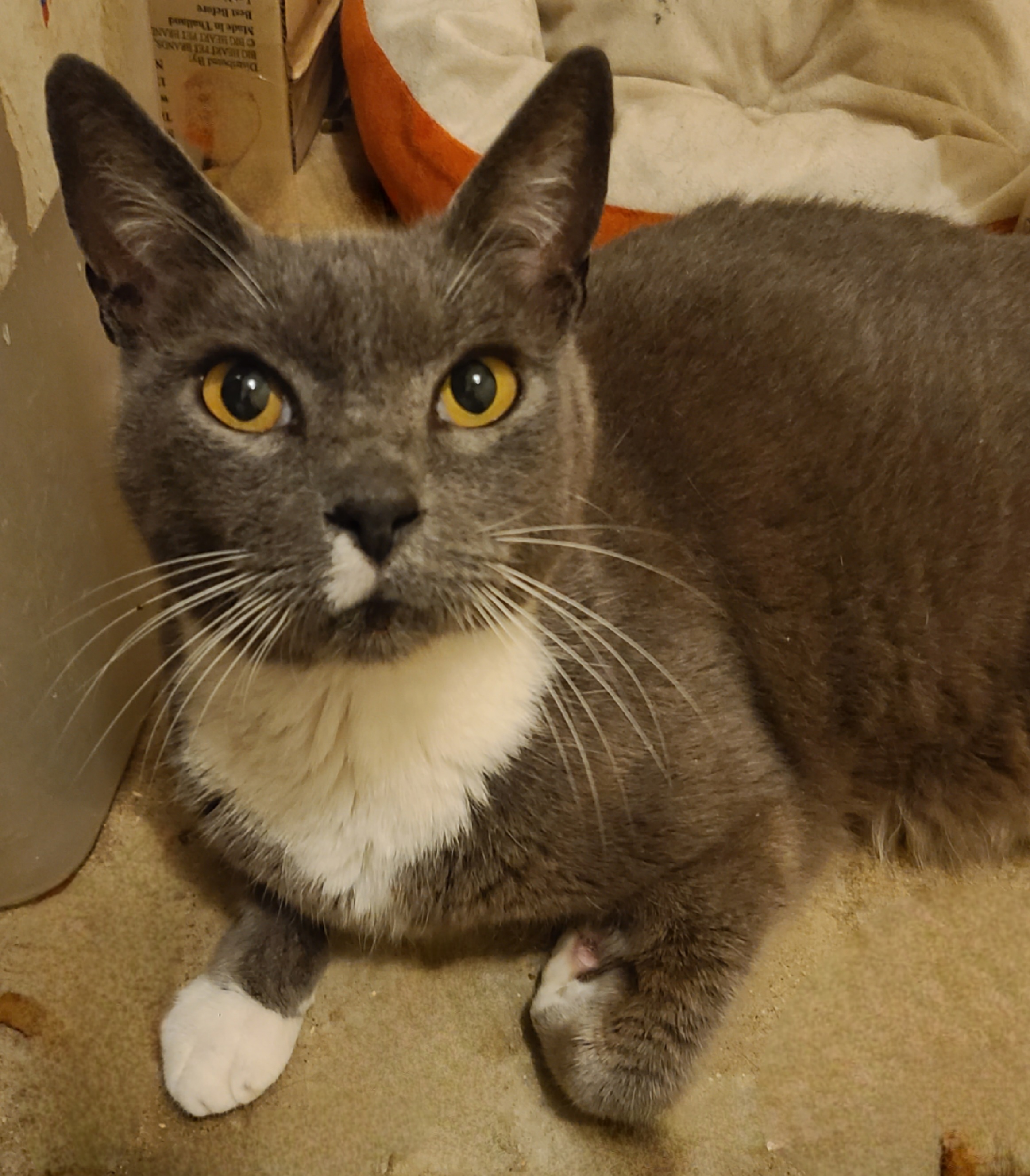 Cat for adoption - Winston, a Domestic Short Hair in Ellijay, GA ...