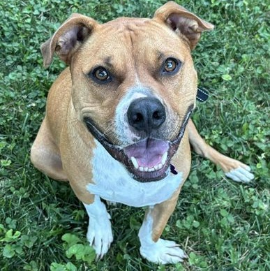 Our Current Adoptables – Rescue One