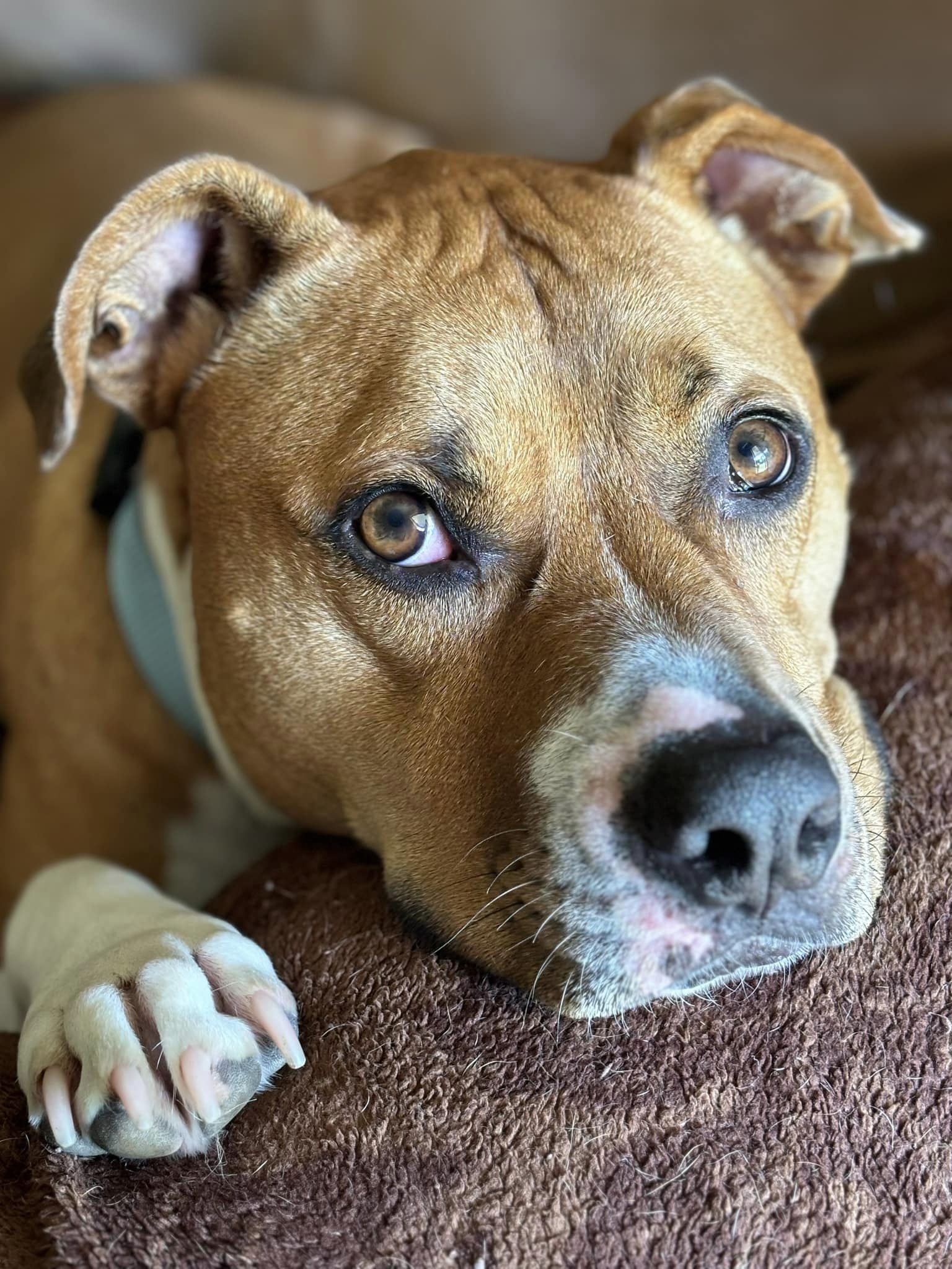 Our Current Adoptables – Rescue One