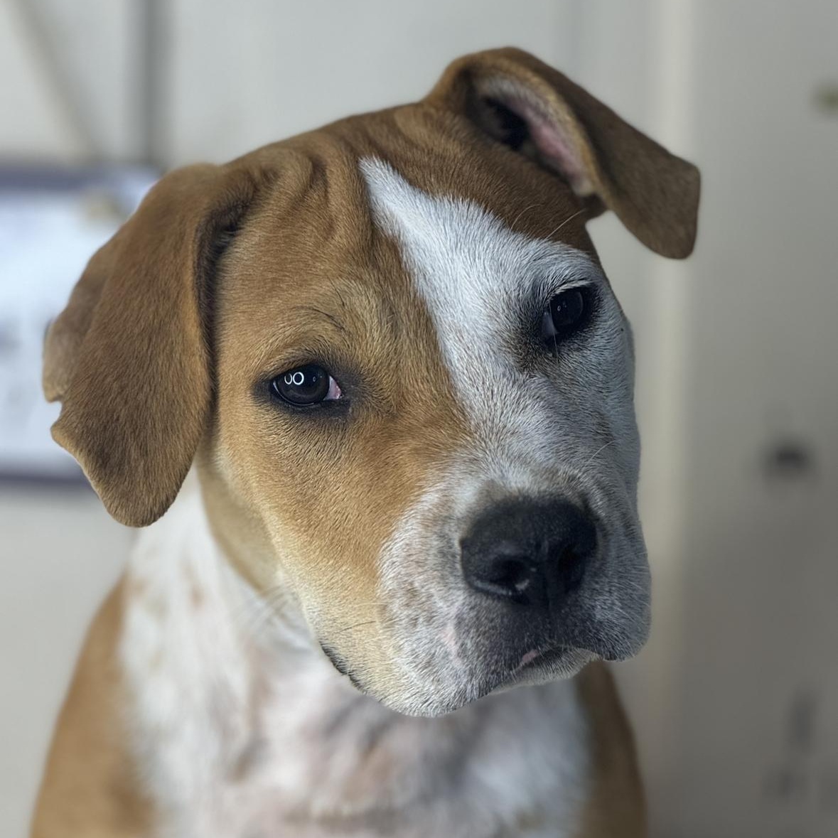 Dog for adoption - Scout, a Pit Bull Terrier in Fond Du Lac, WI | Petfinder