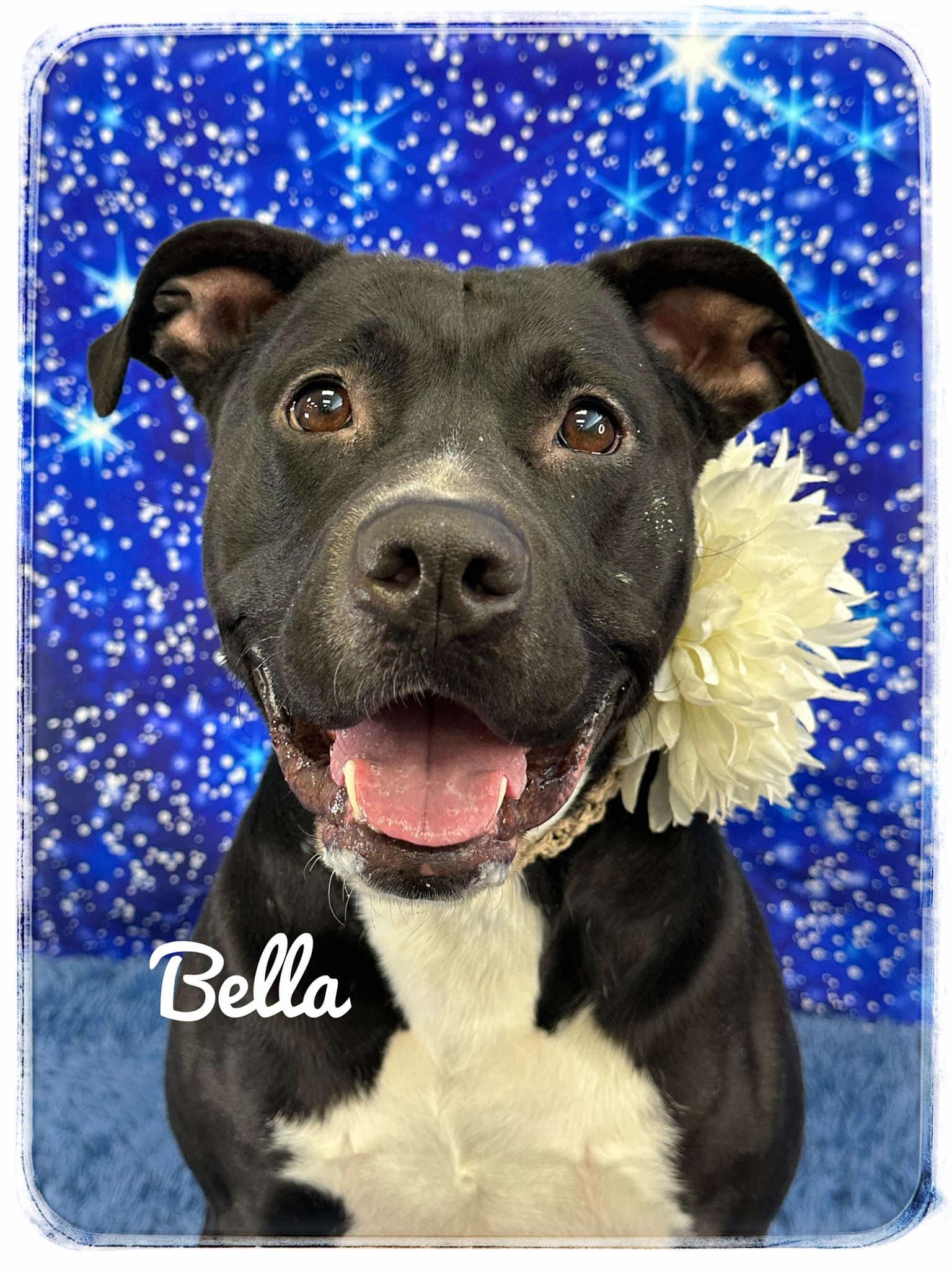 Dog for adoption - Bella Trix, a Mixed Breed in Flint, MI | Petfinder