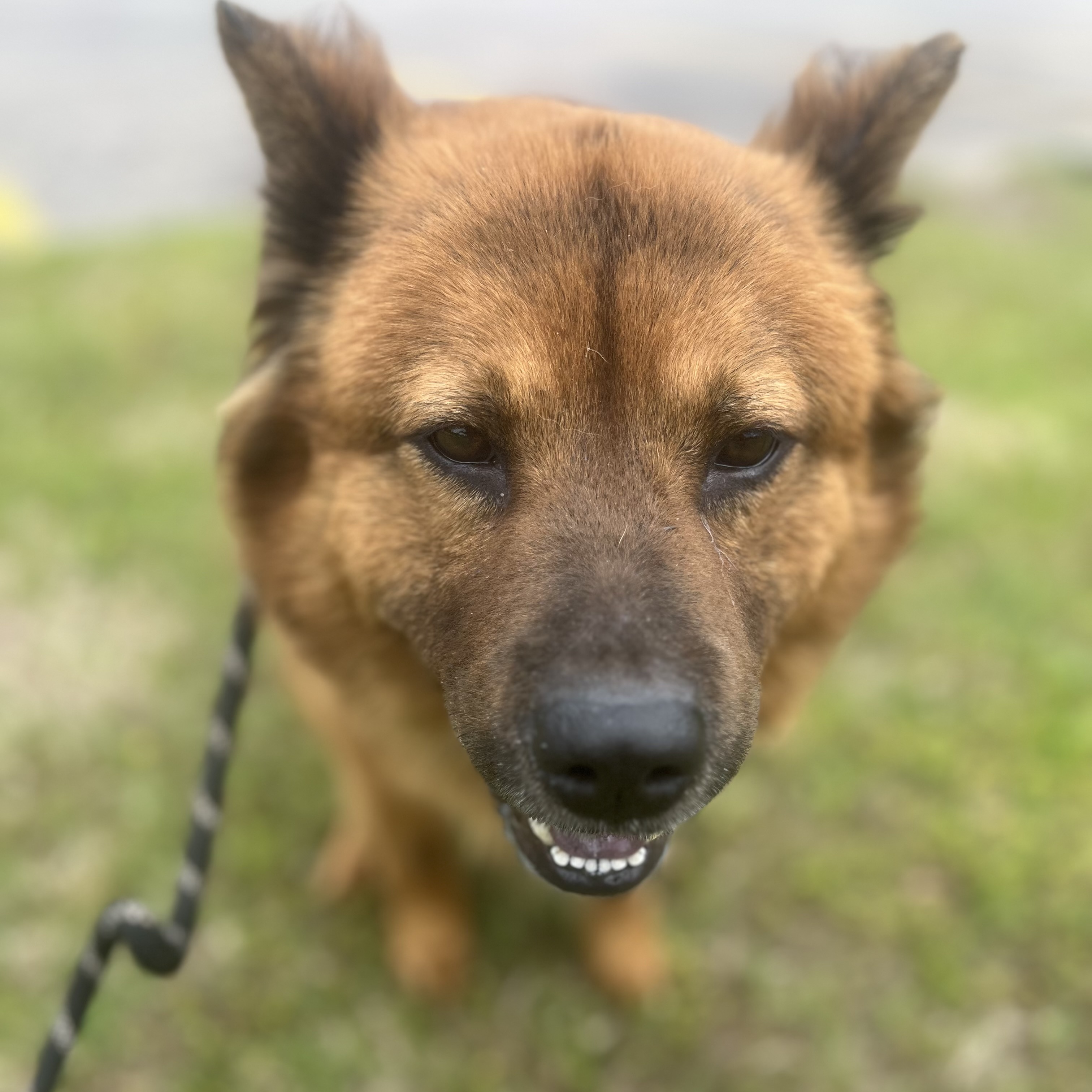 Dog for adoption - Chowder, a Chow Chow Mix in Salt Lake City, UT ...
