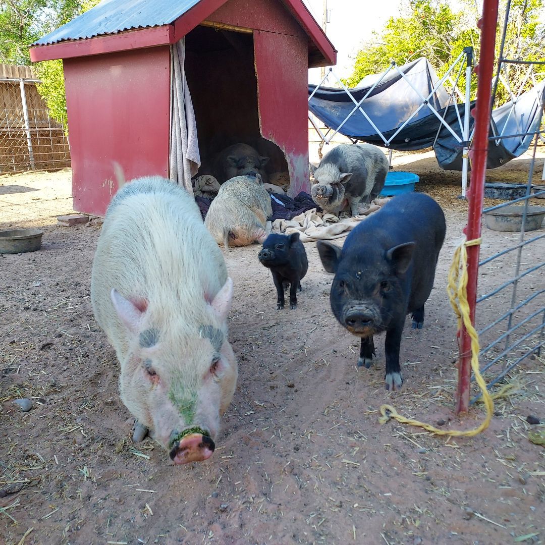 Pot Bellied for adoption - Mini pixie tea cup micro PIG, a Pot Bellied in Overton, NV | Petfinder