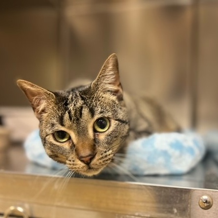 Cat for adoption - Cat Cora, a Domestic Short Hair in Wayne, NJ | Petfinder