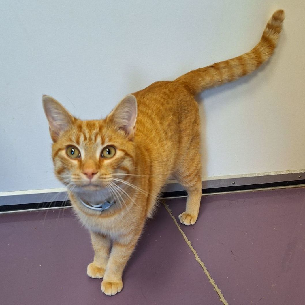 Cat for adoption - Grant, a Domestic Short Hair in Snow Hill, NC ...