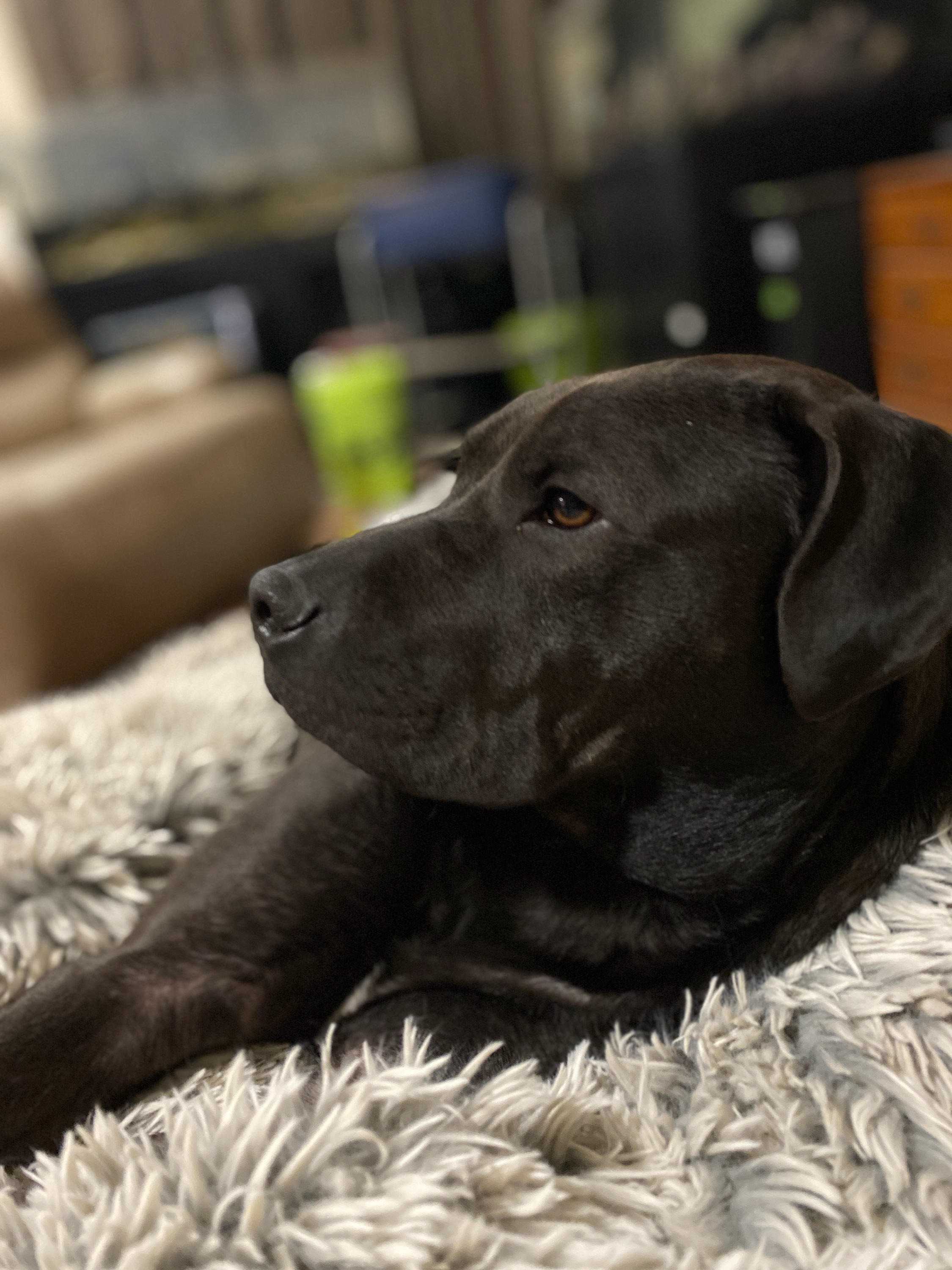 Dog for adoption - Bumblebee, a Labrador Retriever Mix in White ...