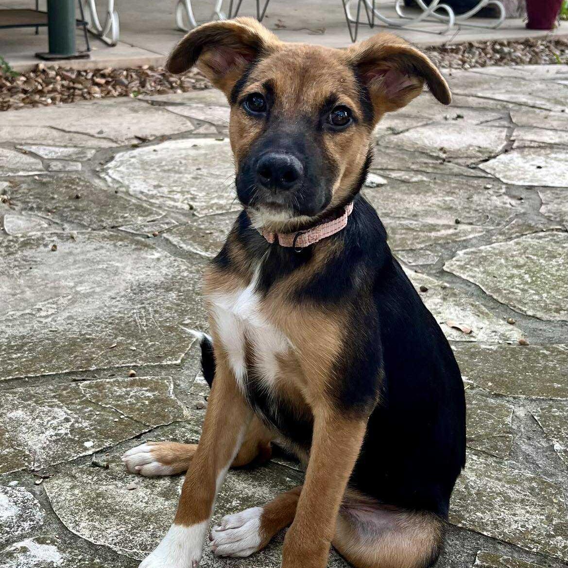 Dog for adoption - Penny, a Shepherd in Victor, NY | Petfinder