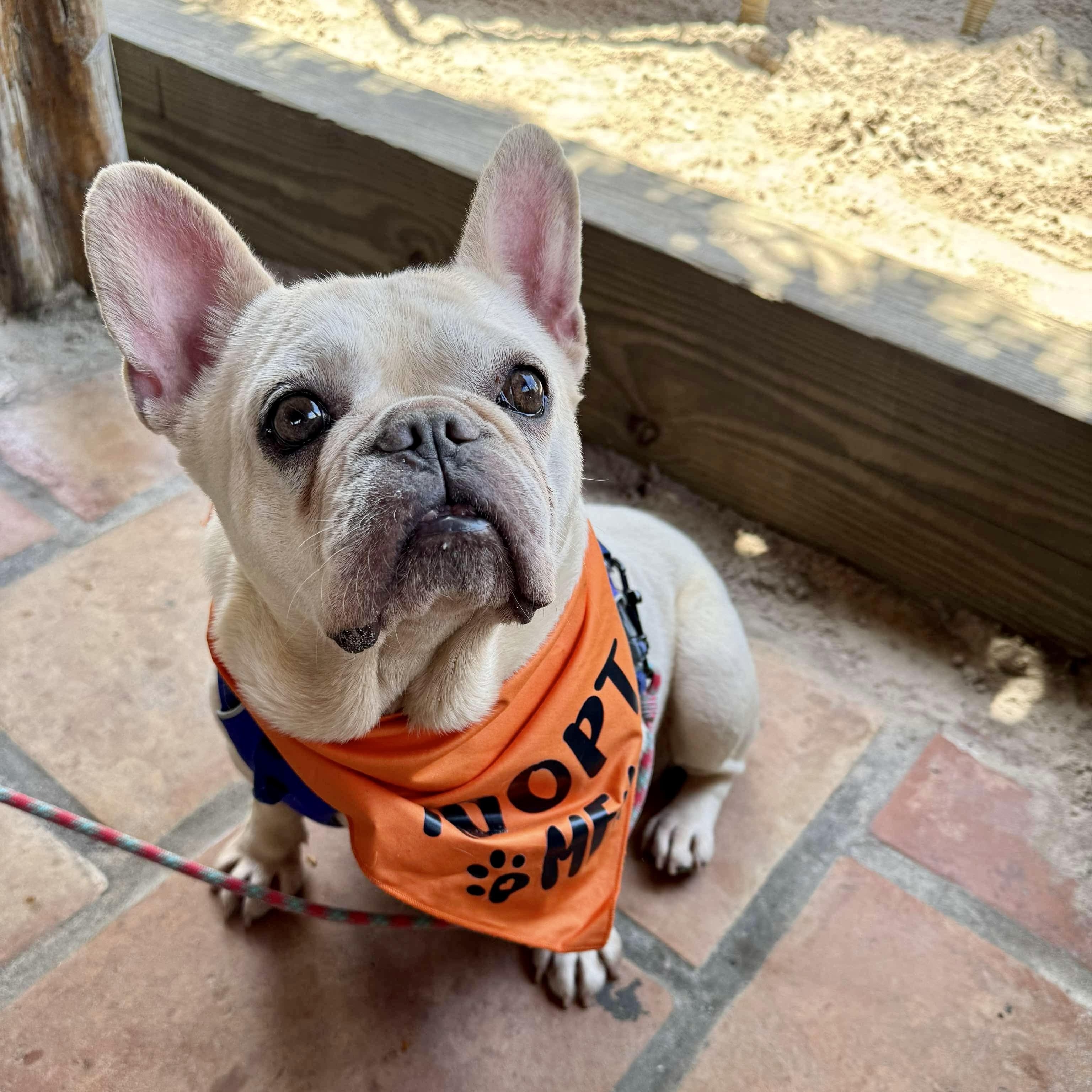 Dog for adoption - Jolene, a French Bulldog in Hamel, IL | Petfinder